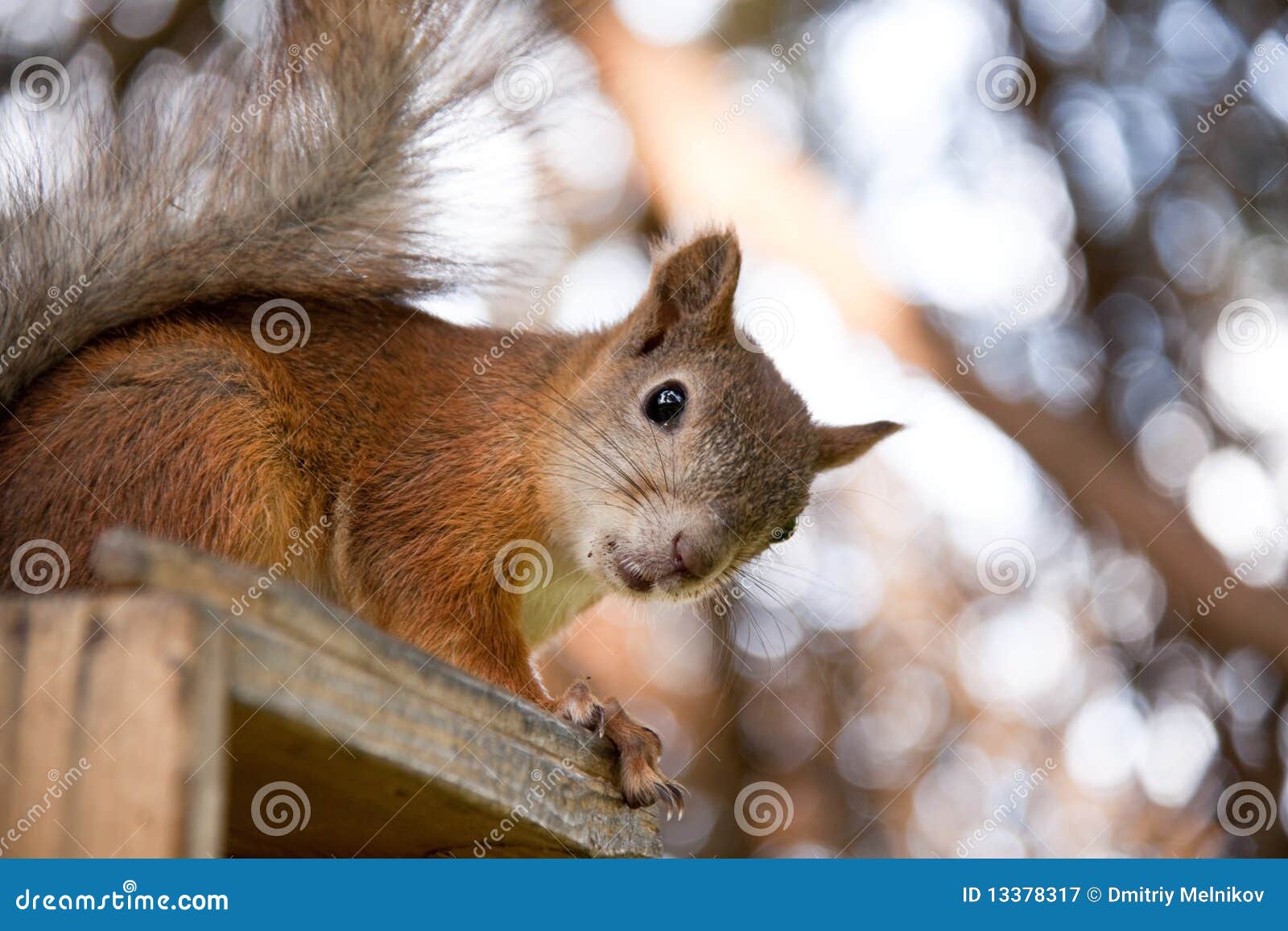Squirrel in a forest stock image. Image of wild, wildlife - 13378317
