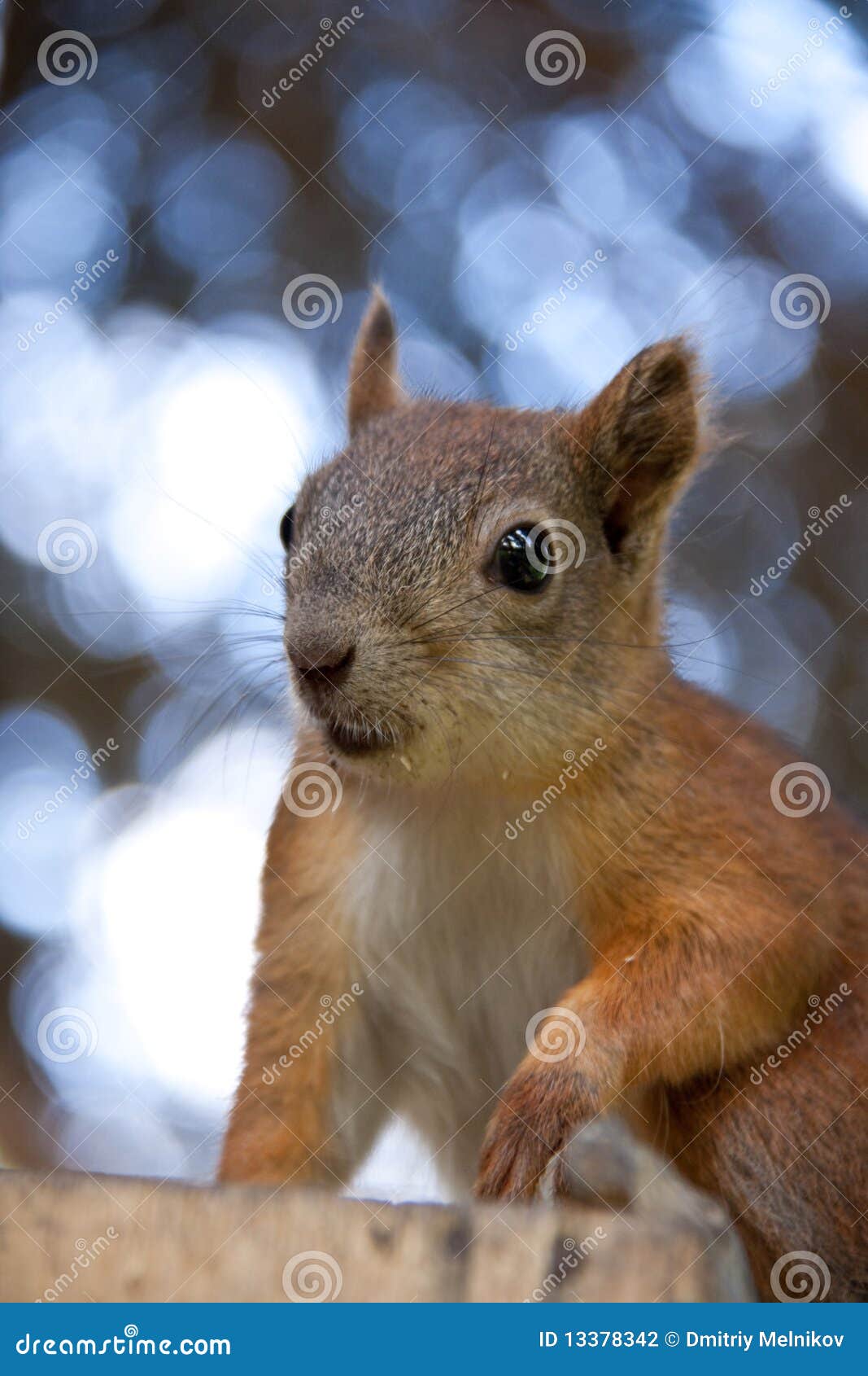 Squirrel in a forest stock photo. Image of sitting, brown - 13378342