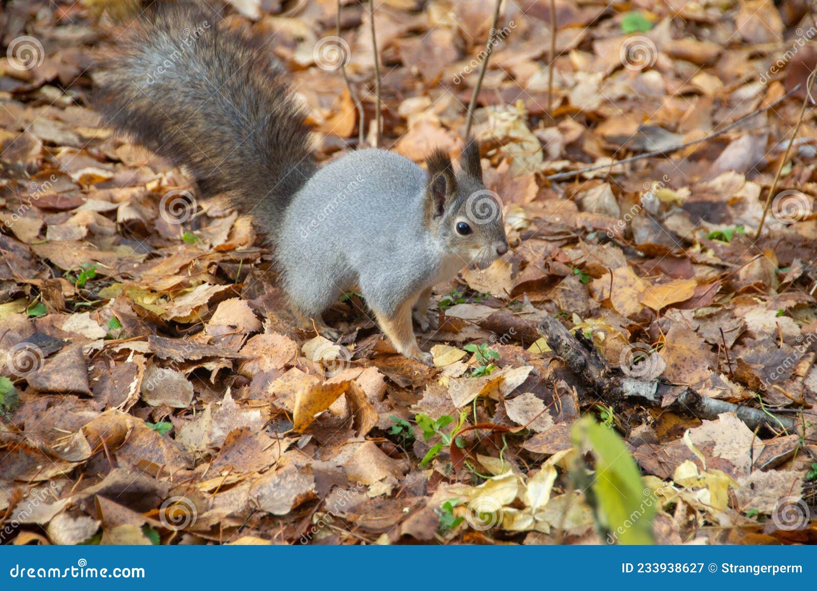 Squirrel in the forest stock image. Image of soil, seats - 233938627