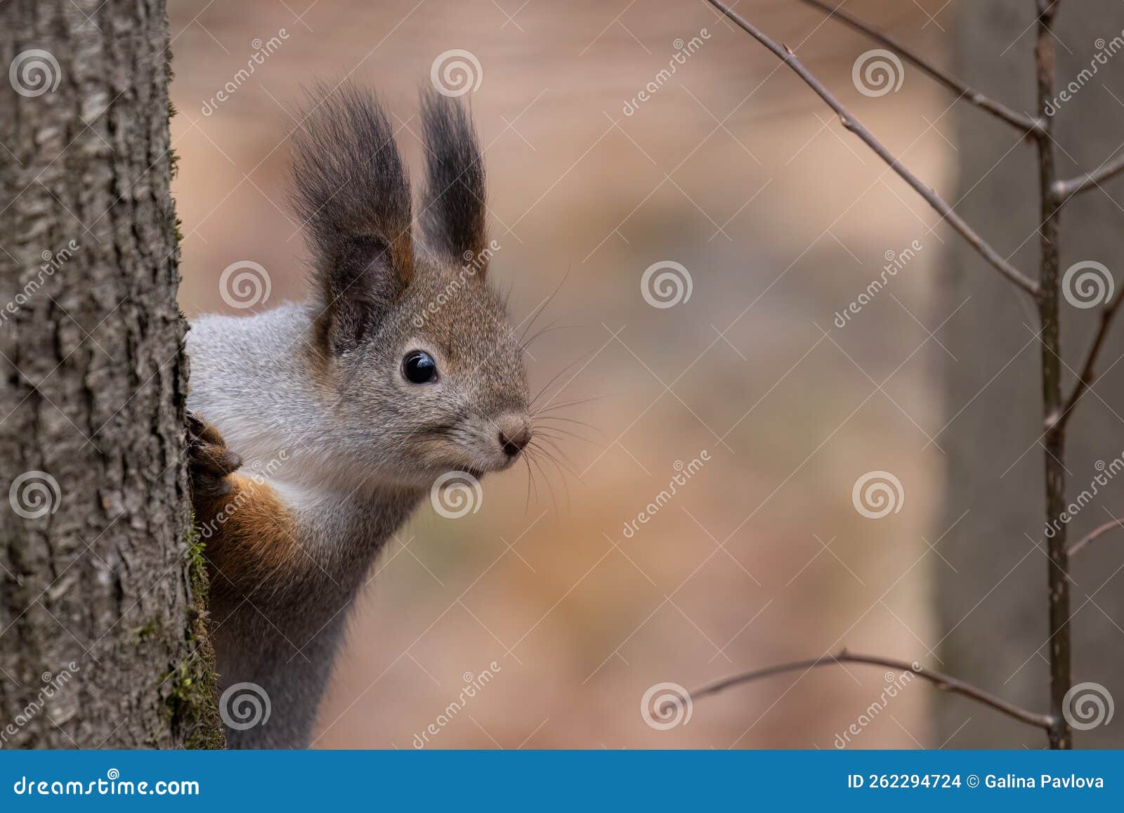 A Squirrel in the Forest Looks Out from Behind a Tree in the Forest ...