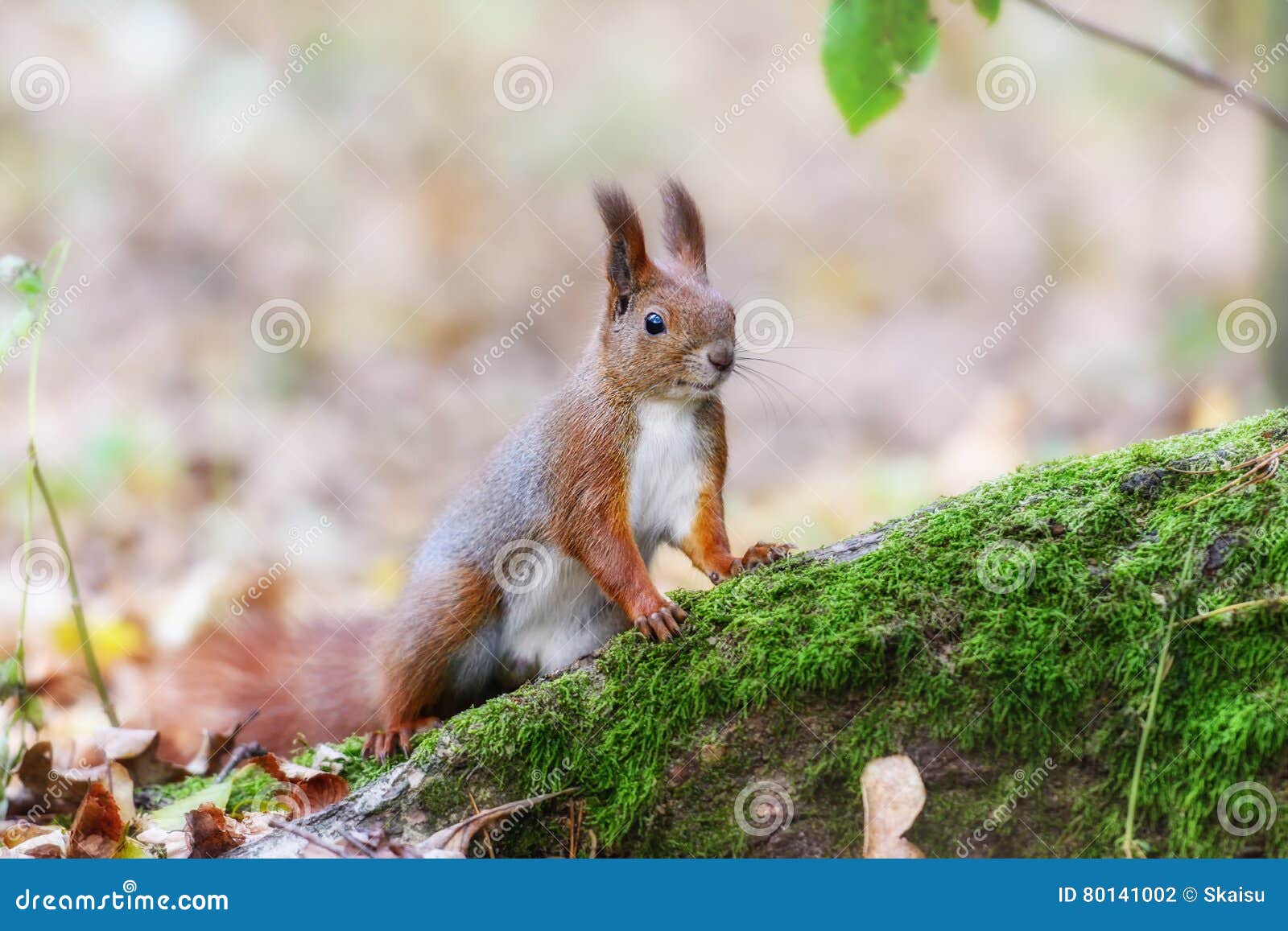 Squirrel in a forest stock photo. Image of autumn, hair - 80141002