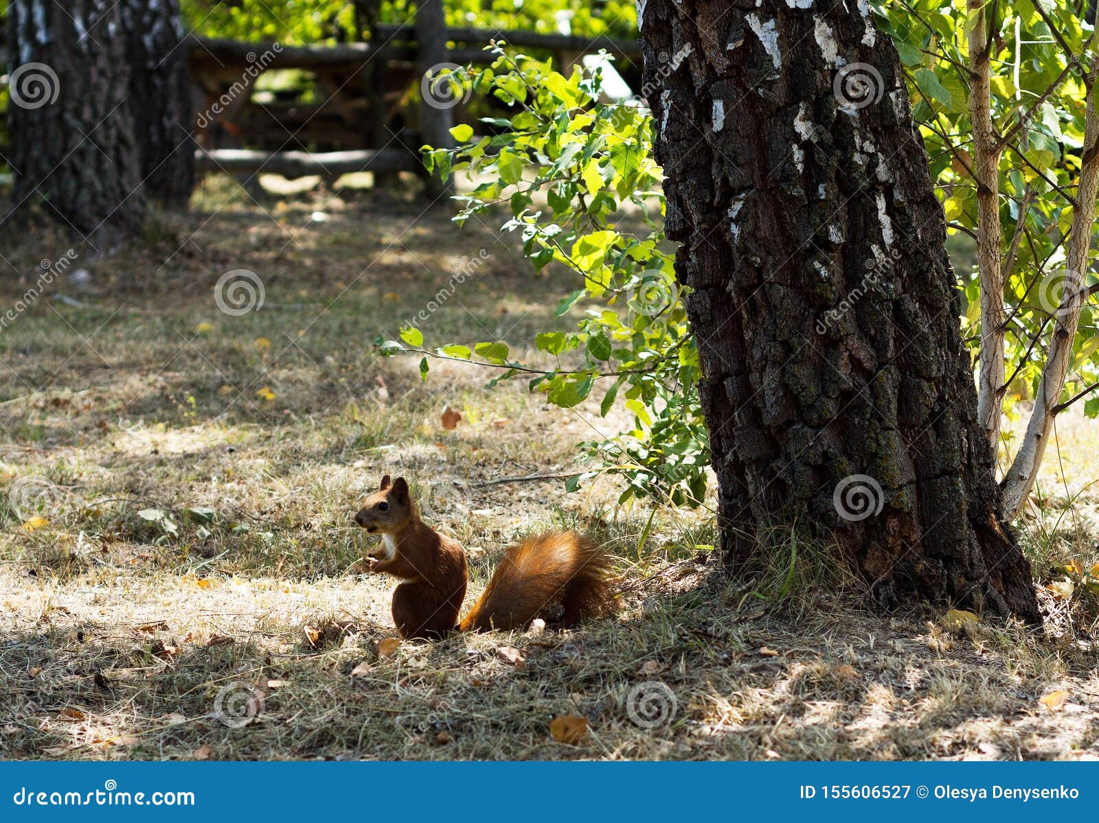 Squirrel in the Forest. Squirrel Photo Stock Image - Image of mammal ...