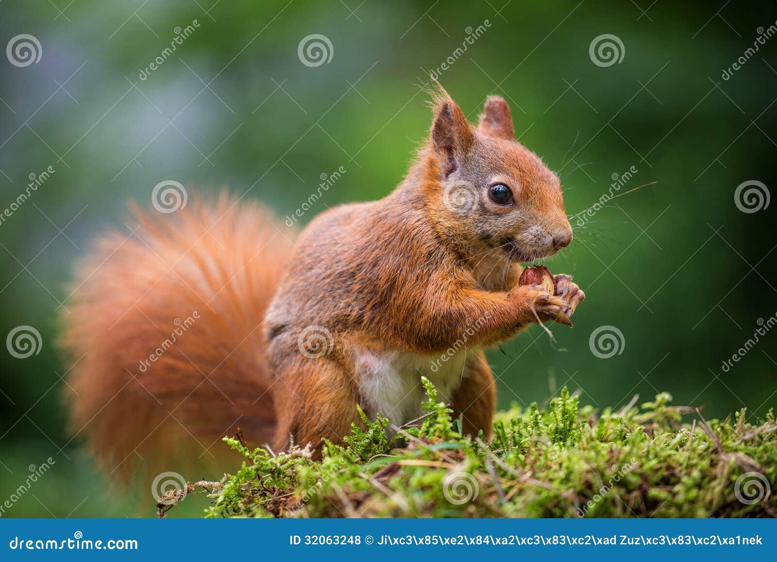 Squirrel stock photo. Image of mammal, square, decoration - 32063248