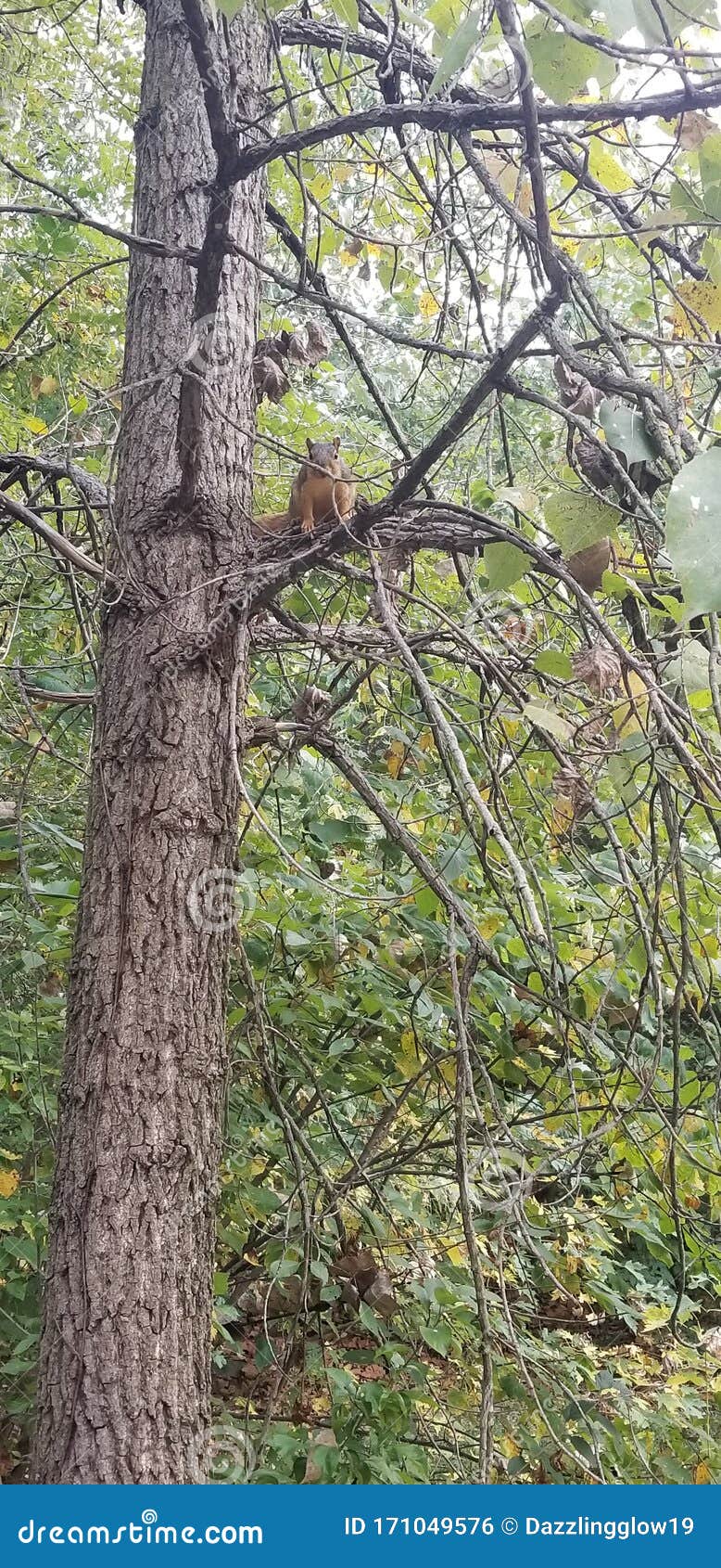 Squirrel Forest Trees Trails Northern Indiana Stock Photo - Image of ...