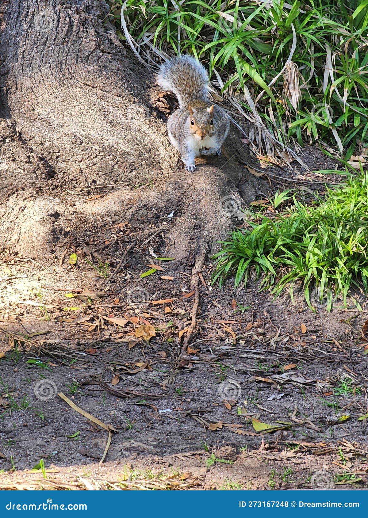 Squirrel Freezing To Try and Hide in Park Stock Photo - Image of ...