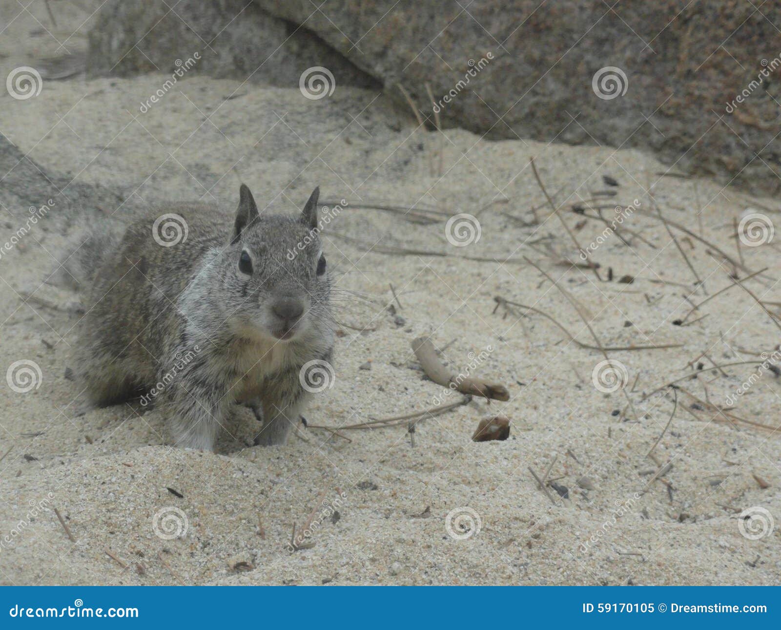 Squirrel stock image. Image of environment, natural, food - 59170105