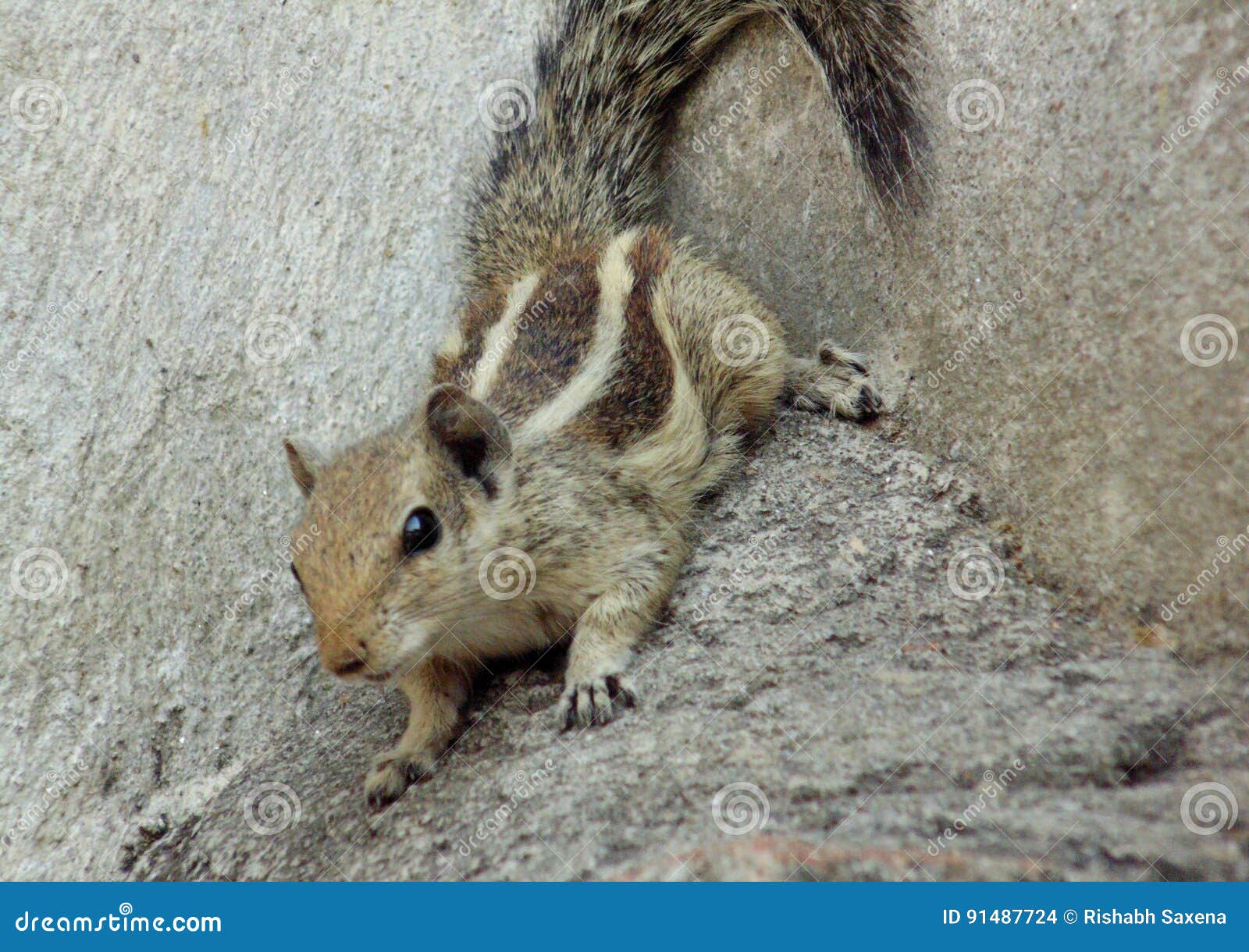 Squirrel Front pose stock photo. Image of branch, cute - 91487724