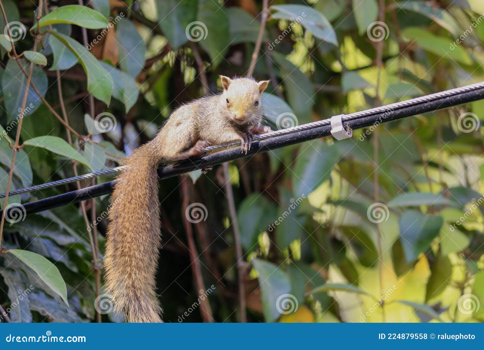 The Squirrel Full Frame is Naturally on the Cable Stock Photo - Image ...