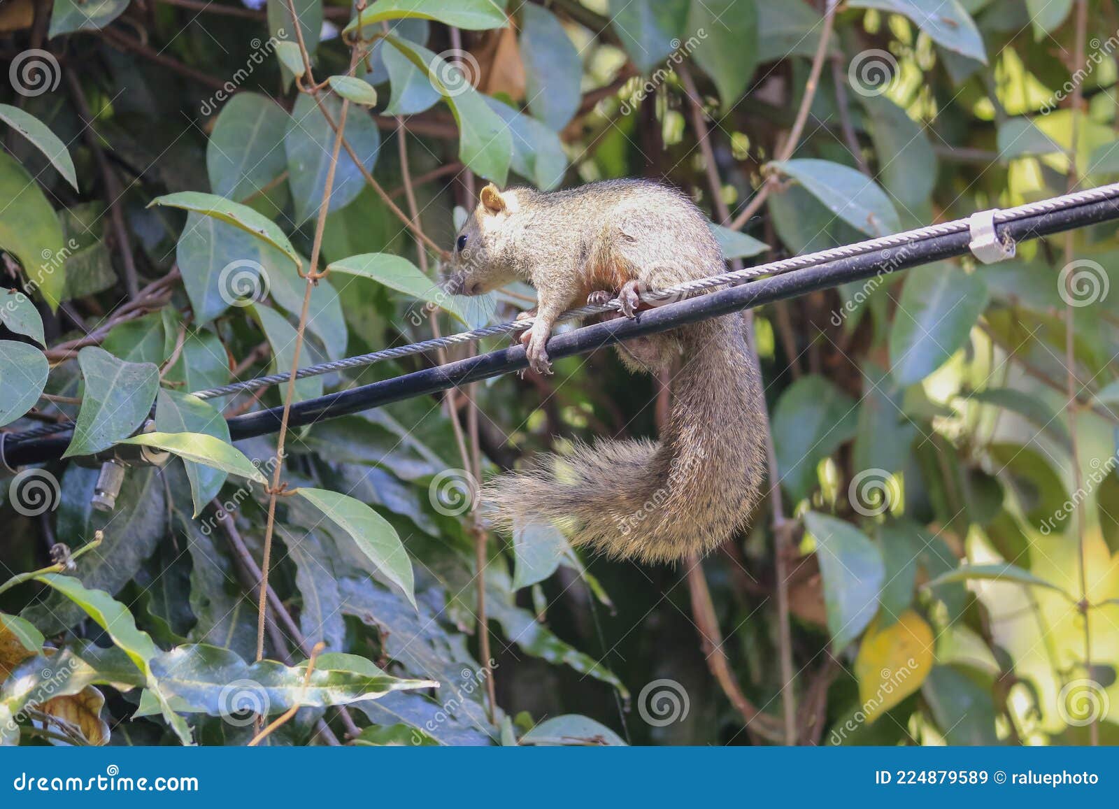 The Squirrel Full Frame is Naturally on the Cable Stock Image - Image ...