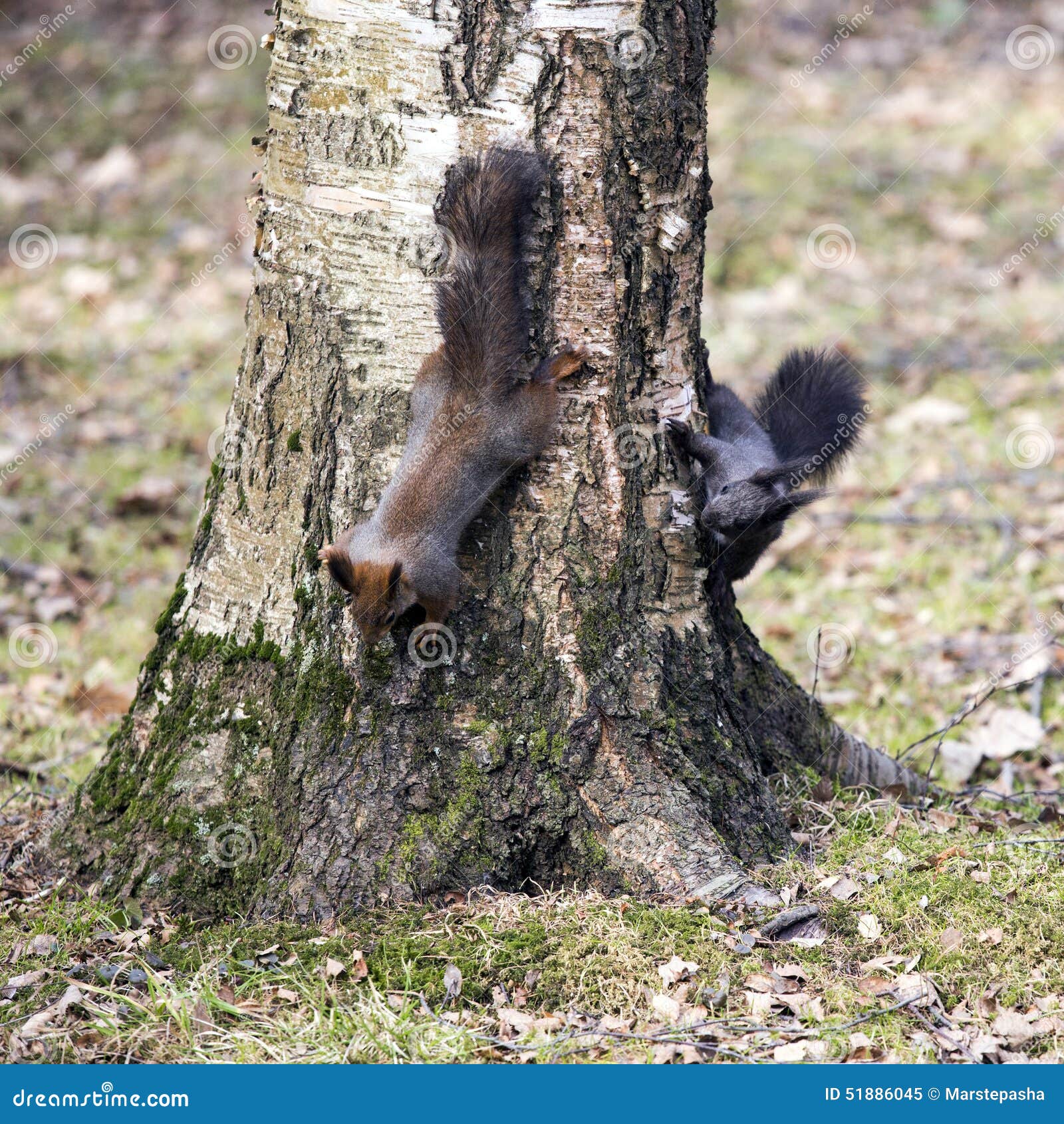 Squirrel games. stock image. Image of flora, black, plants - 51886045