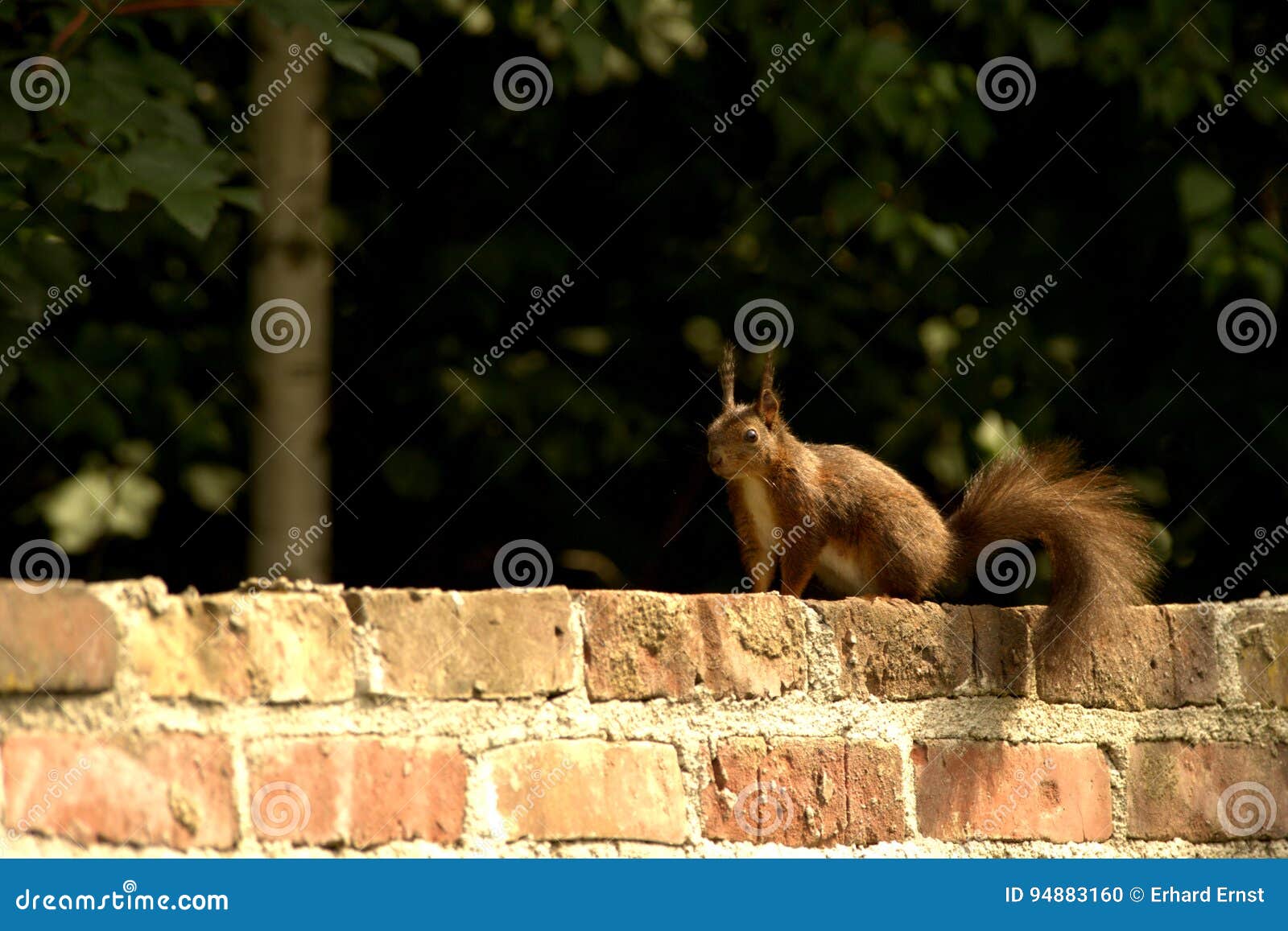 Squirrel stock photo. Image of wall, brick, wildlife - 94883160