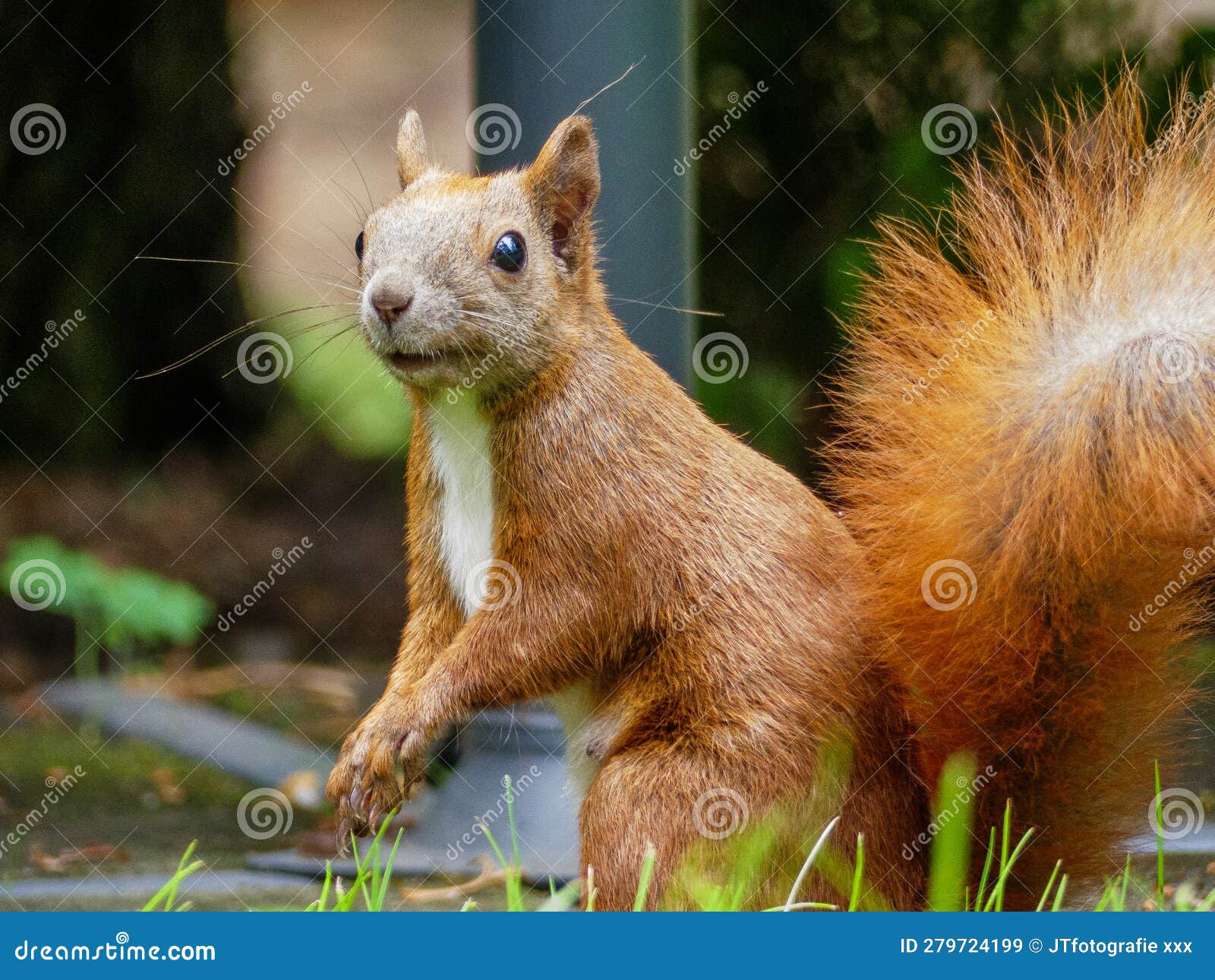 Squirrel German Forest Wald Deutschland Stock Image - Image of wald ...