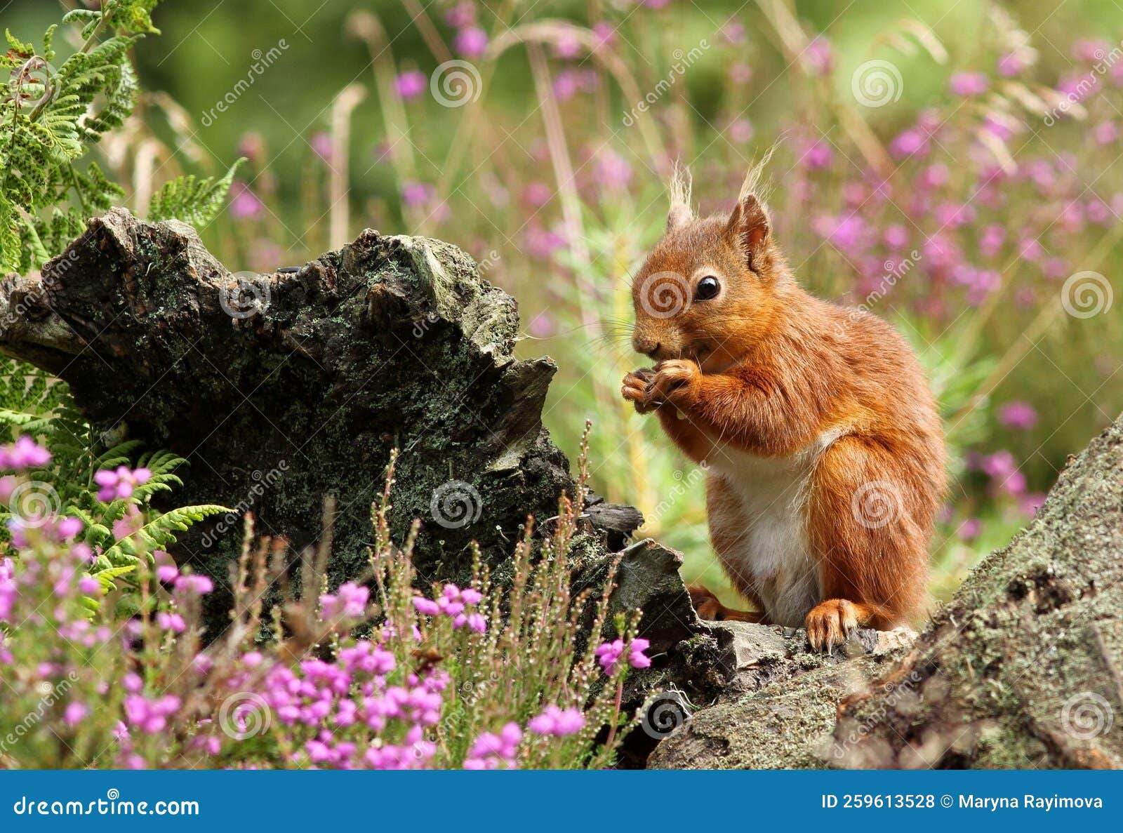 A Squirrel is Gnawing a Nut in a Meadow Stock Photo - Image of rodent ...