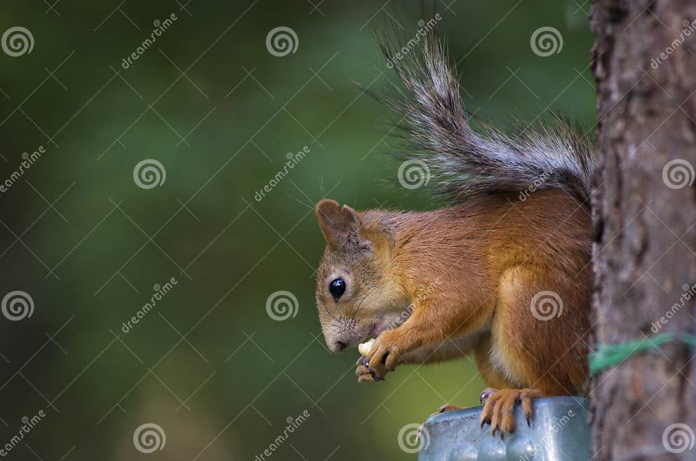 A squirrel gnaws a nut stock photo. Image of perspective - 240214010