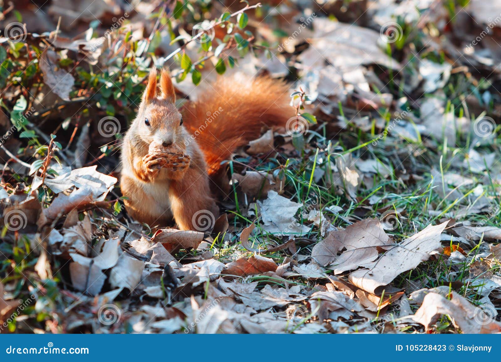 Squirrel Gnaws a Nut in the Fall Leaves. Stock Image - Image of animal ...