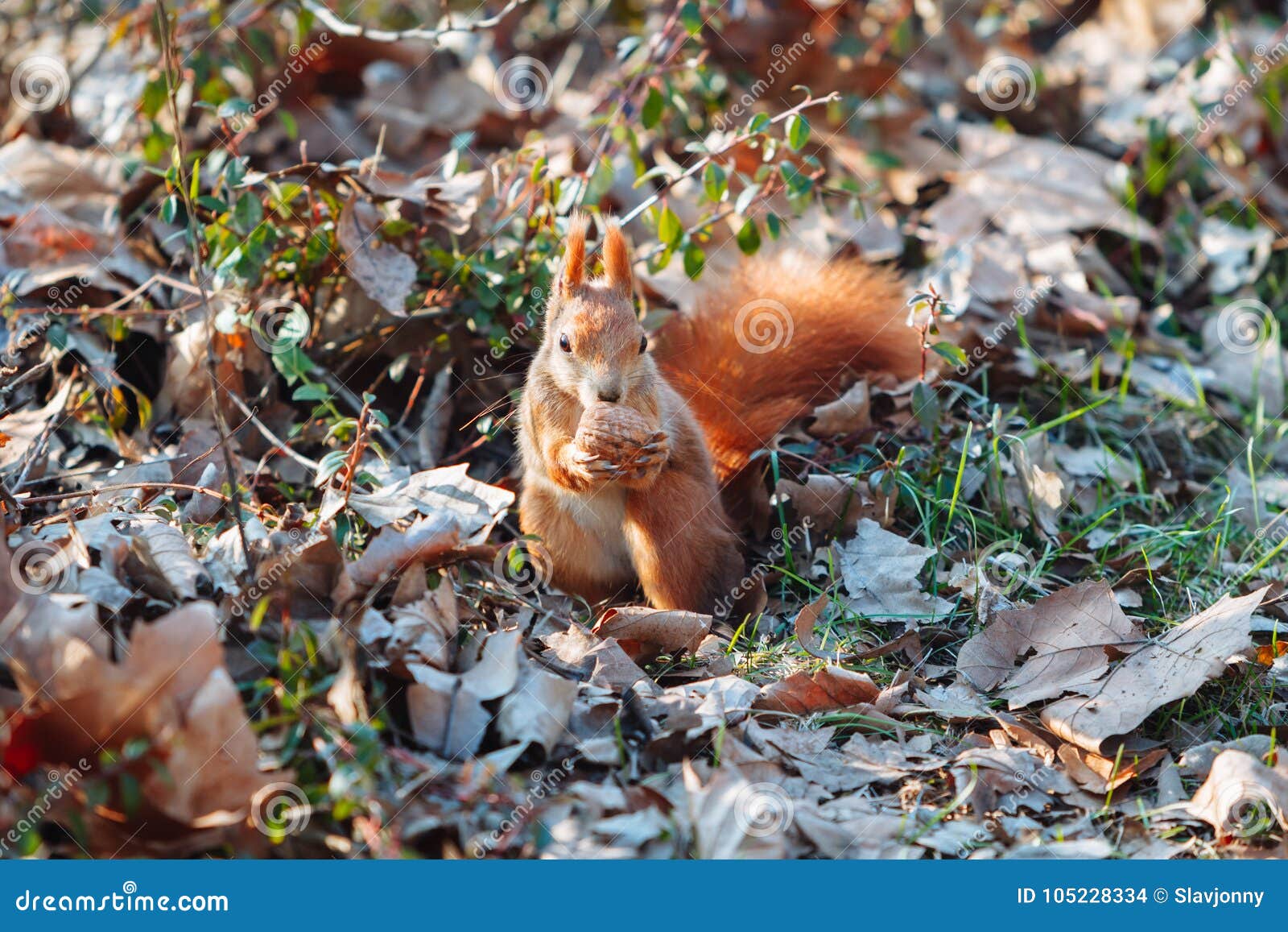 Squirrel Gnaws a Nut in the Fall Leaves. Stock Photo - Image of life ...