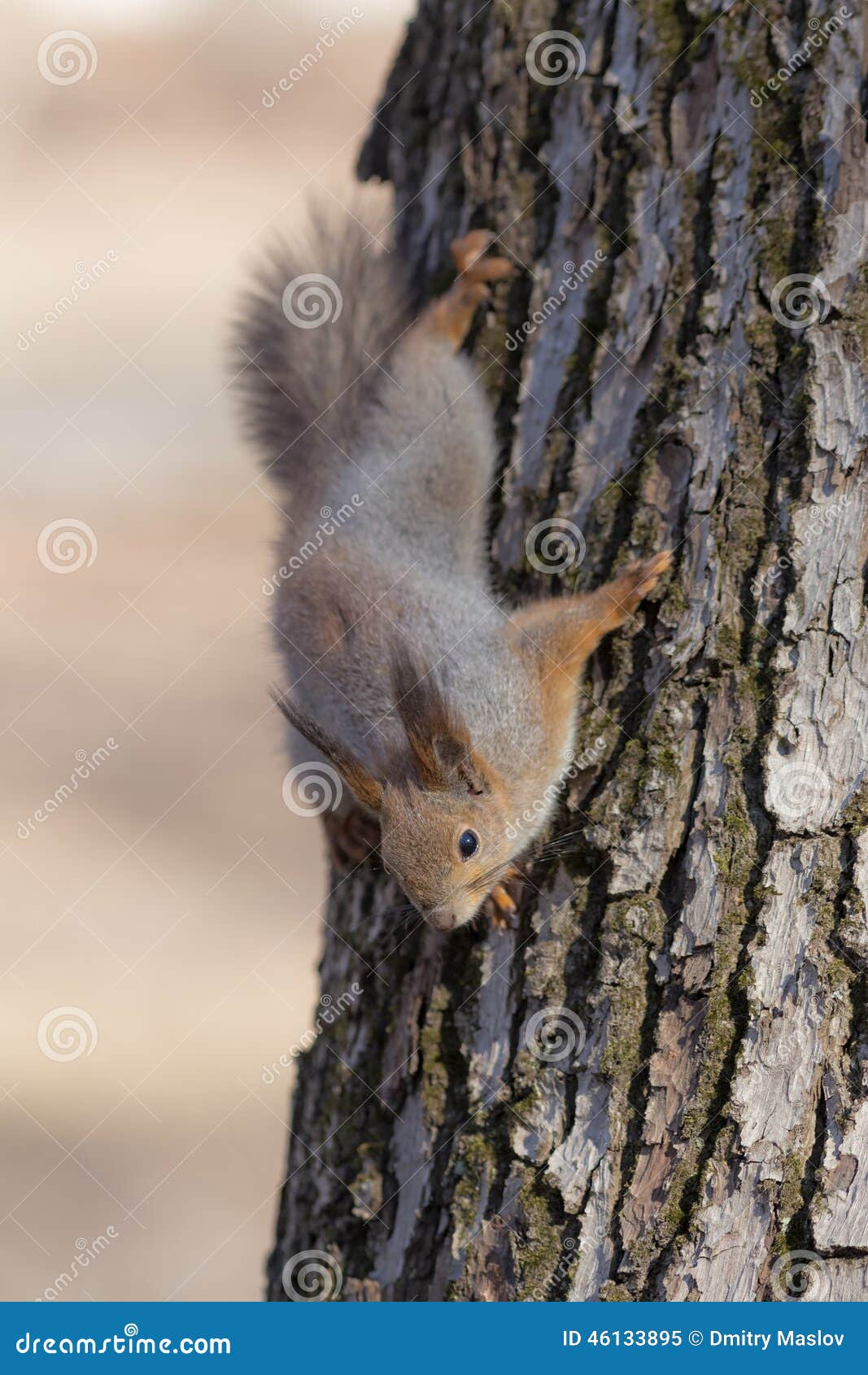 Squirrel goes down stock image. Image of nature, bark - 46133895