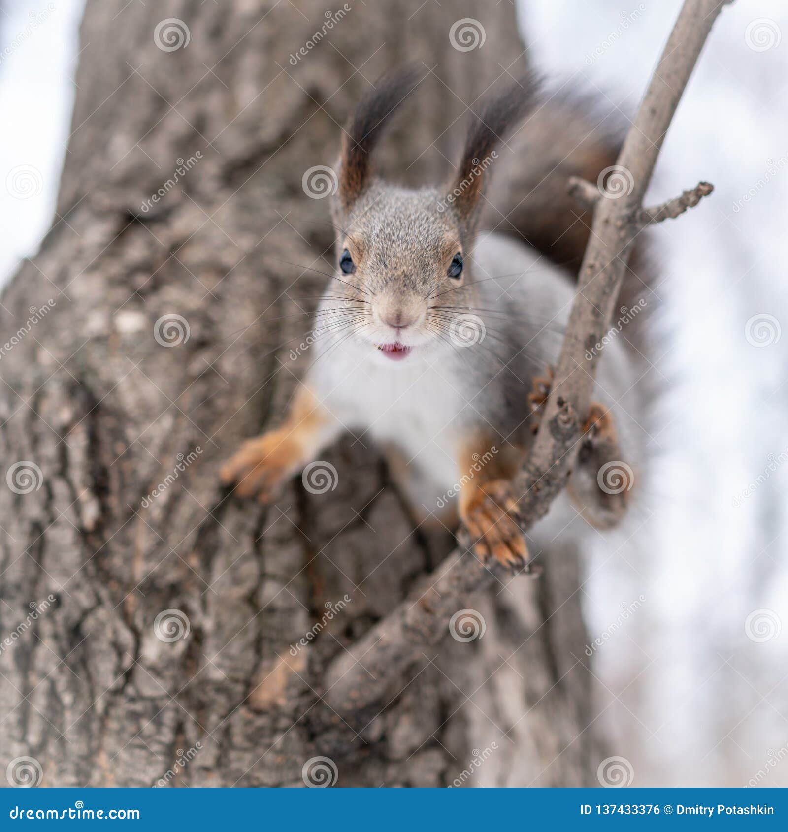 Squirrel is Going To Jump from a Tree Branch Stock Photo - Image of ...