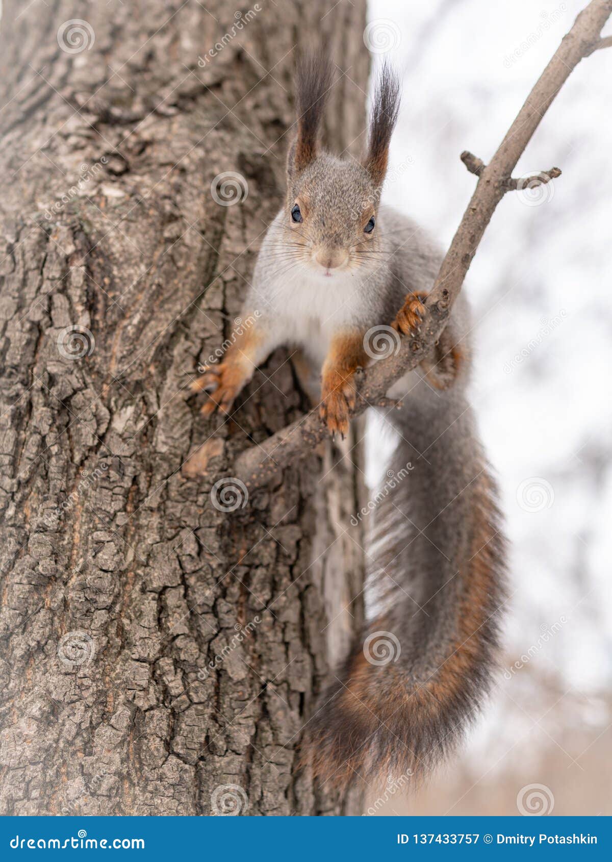 Squirrel is Going To Jump from a Tree Branch Stock Image - Image of ...