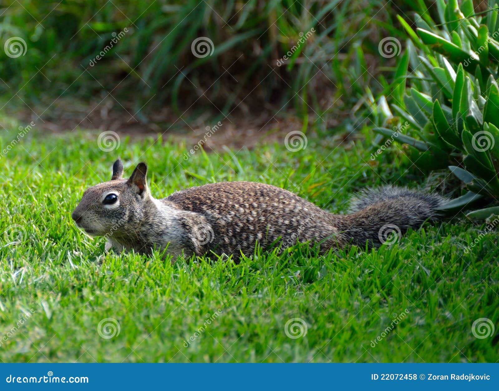 Squirrel in grass stock photo. Image of squirrel, soft - 22072458