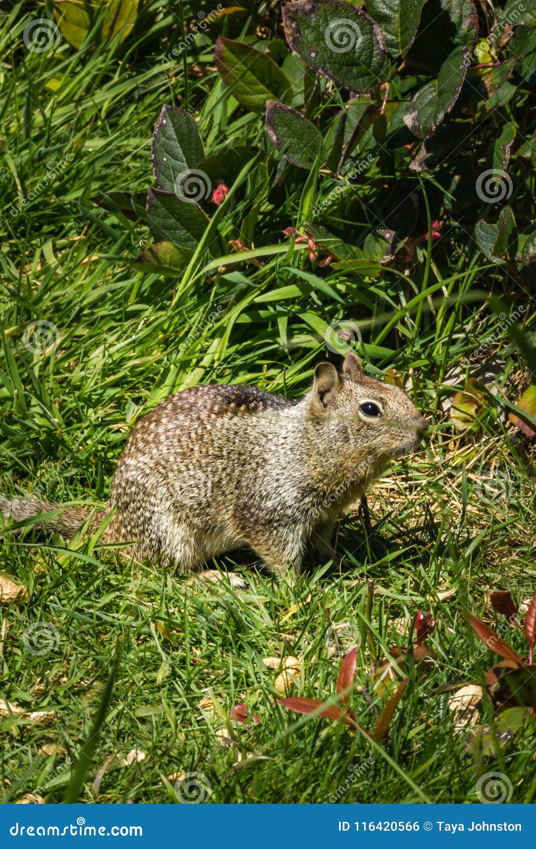 Squirrel in the Grass with Dandilions in Spring Stock Photo - Image of ...