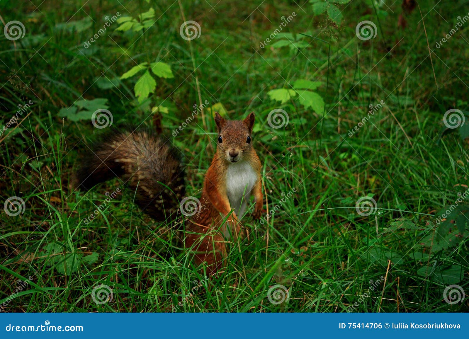 Squirrel in grass stock photo. Image of landscape, wood - 75414706