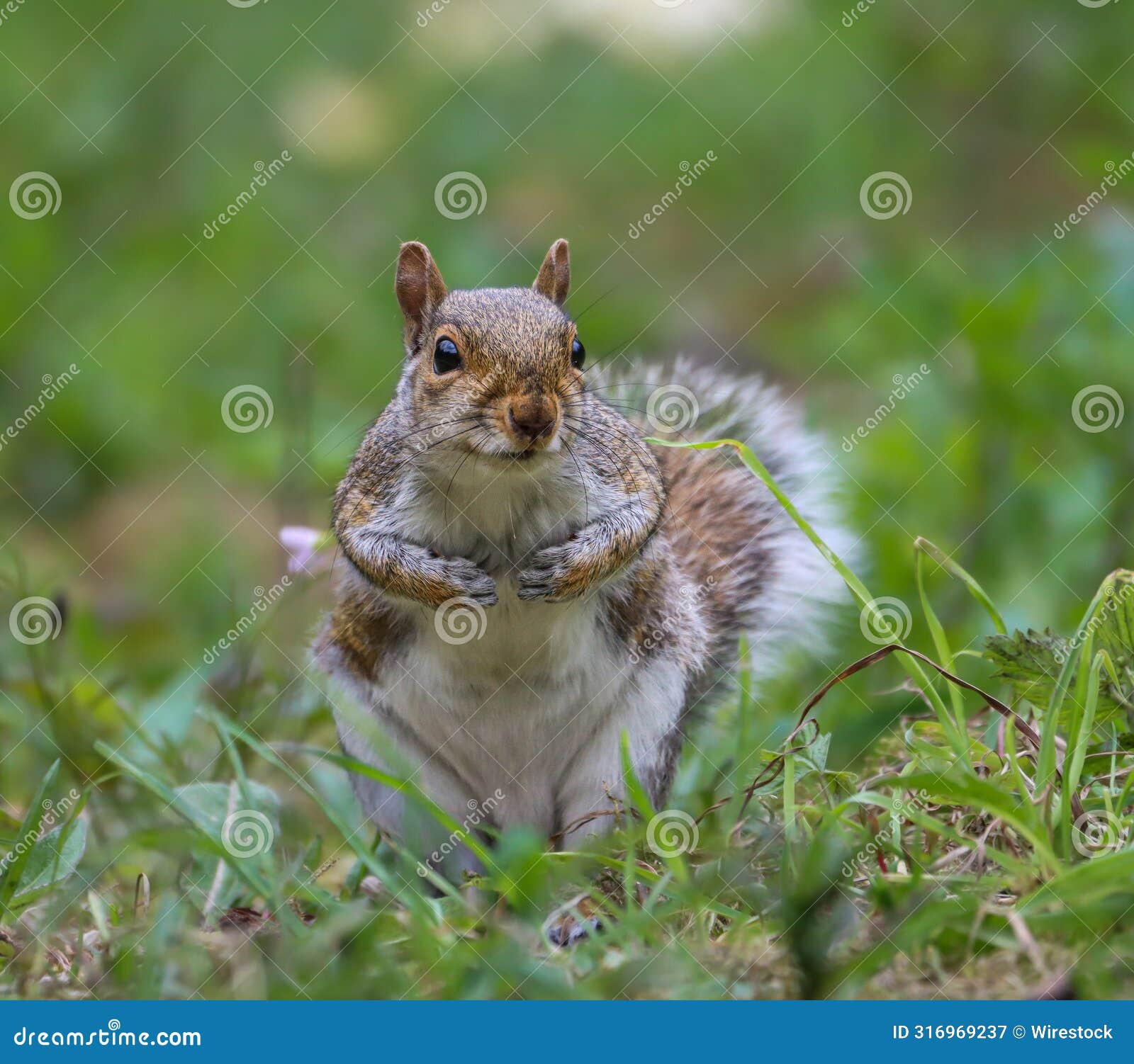 Squirrel in Grass with Hands Raised Stock Image - Image of outdoors ...