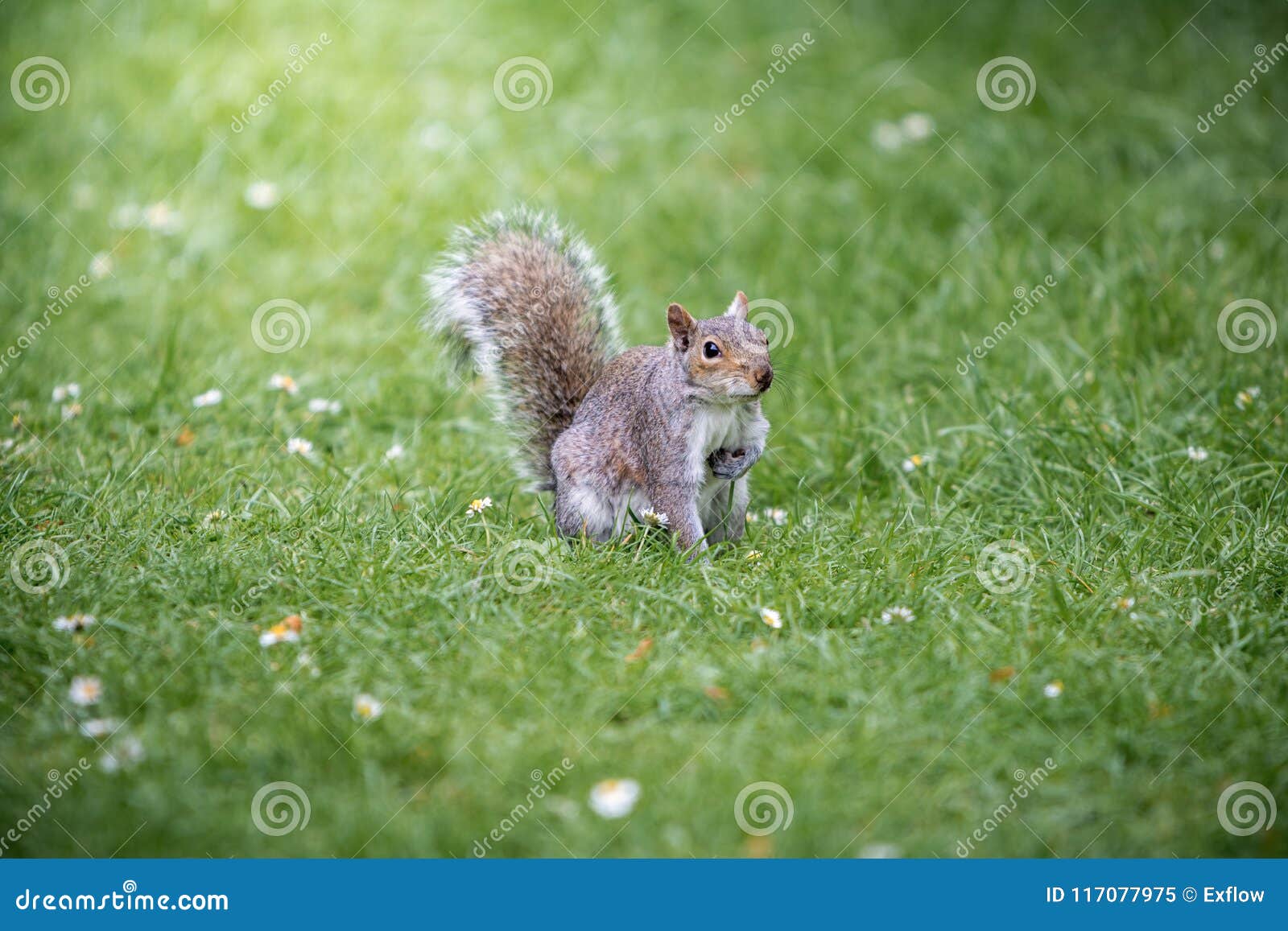 Squirrel on Grass Holding a Nut Stock Image - Image of natural, hair ...