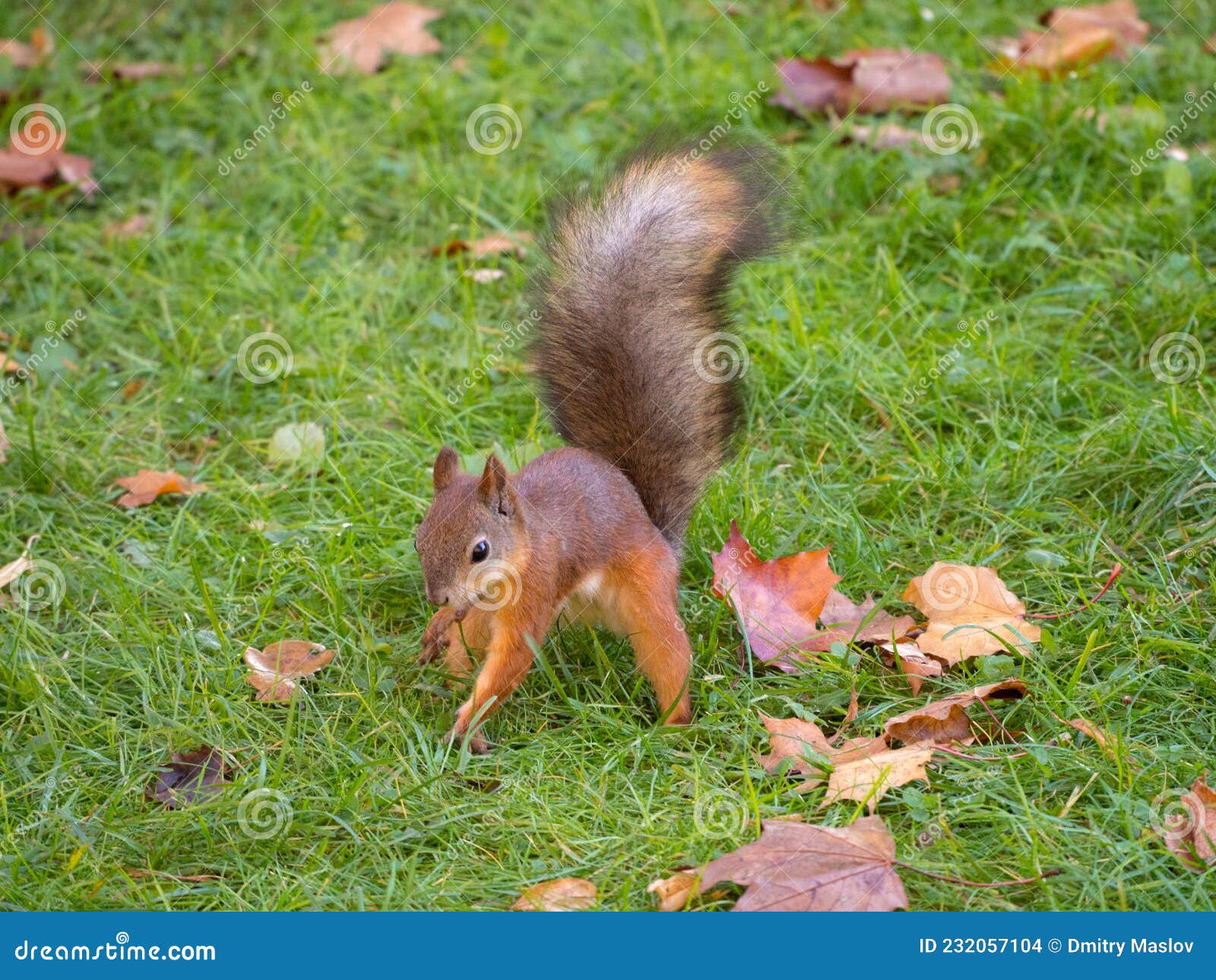 Squirrel on the grass stock photo. Image of portrait - 232057104