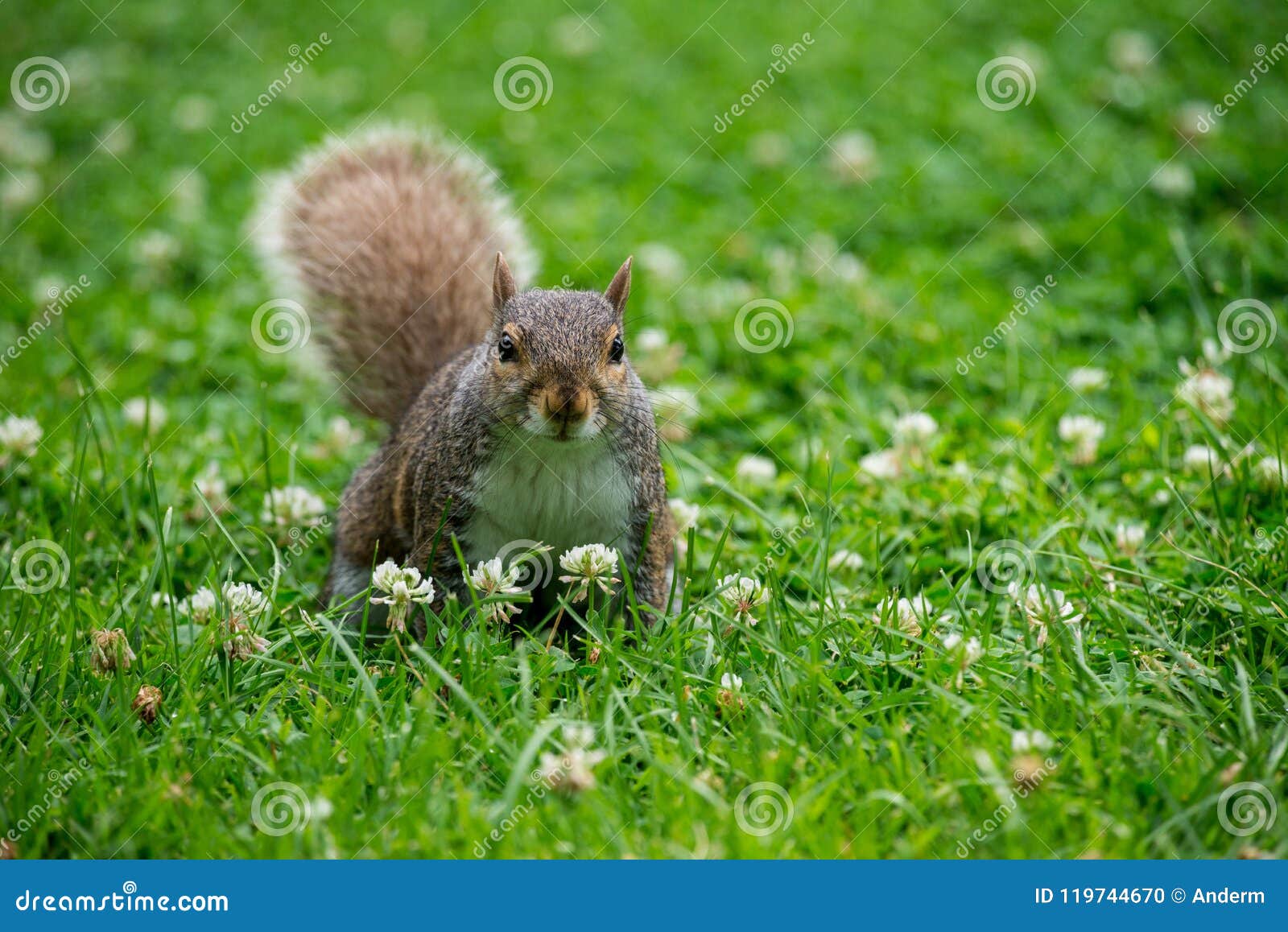 Squirrel in the grass stock photo. Image of tree, mammal - 119744670