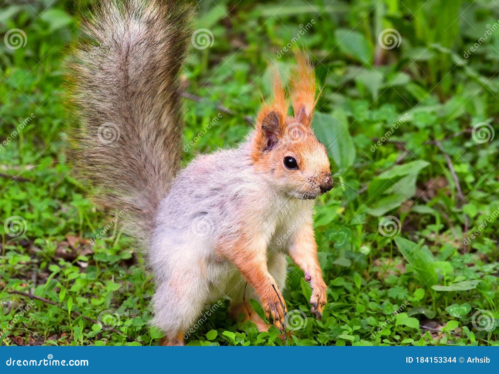 Squirrel in the Green Grass Stock Photo - Image of tail, thick: 184153344