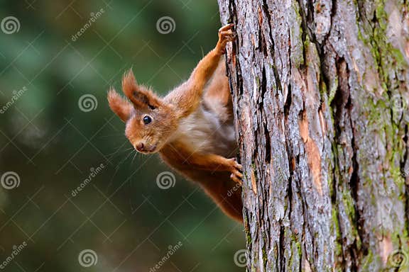 A Squirrel Guard on the Tree Stock Image - Image of forest, wildlife ...