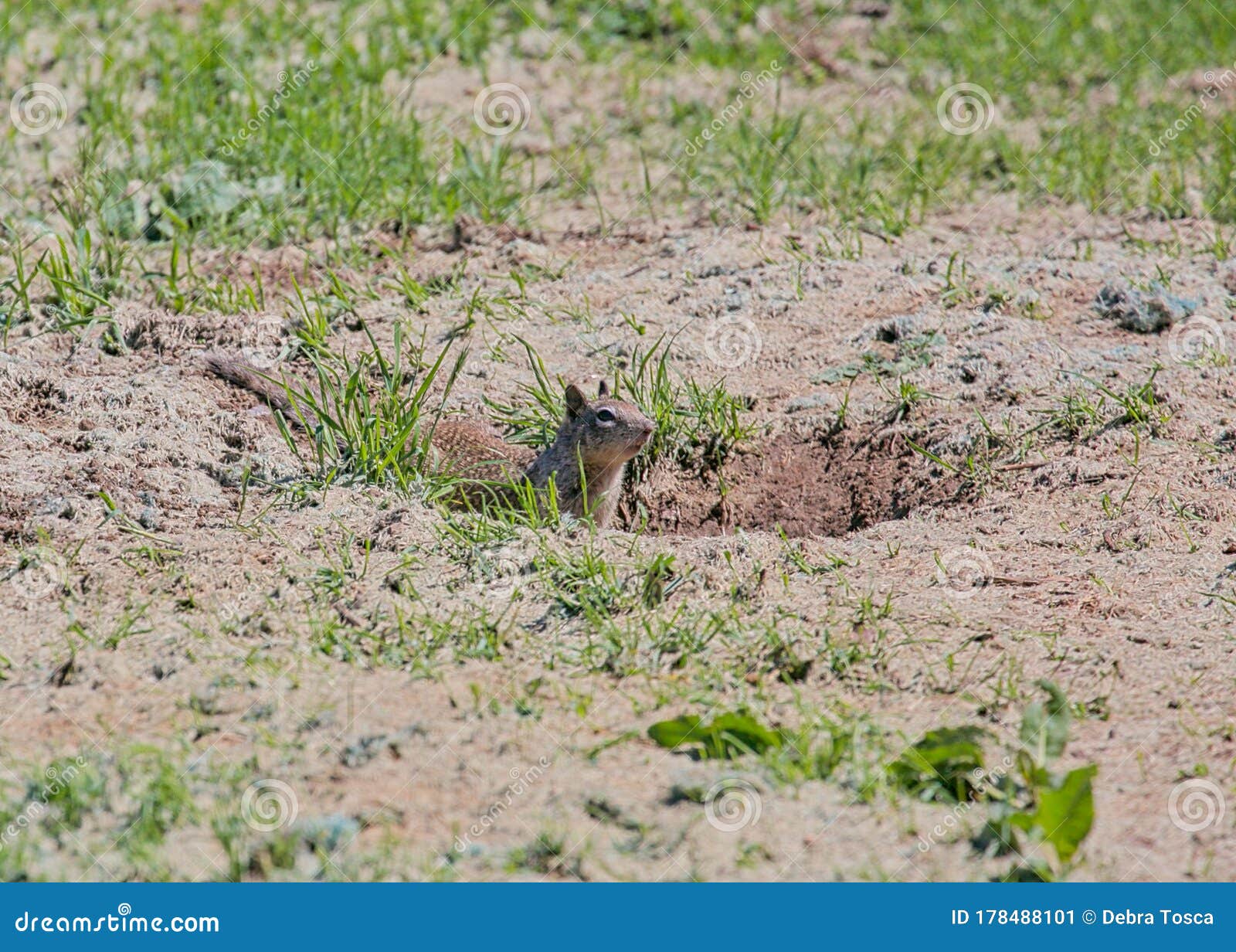 Squirrel Lookout Hole Escape Stock Image - Image of ground, guards ...
