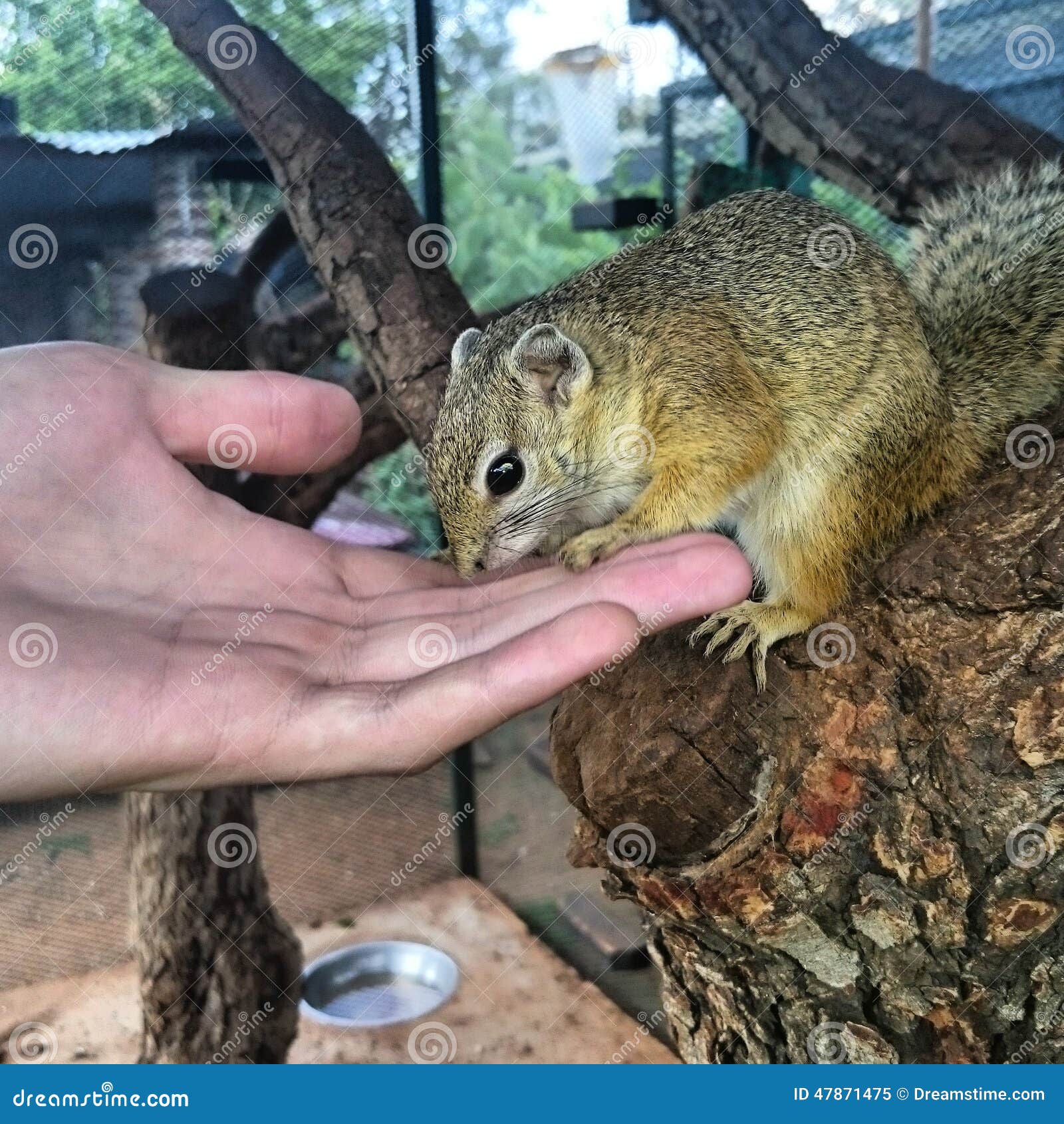Squirrel stock image. Image of wild, animal, hand, nature - 47871475