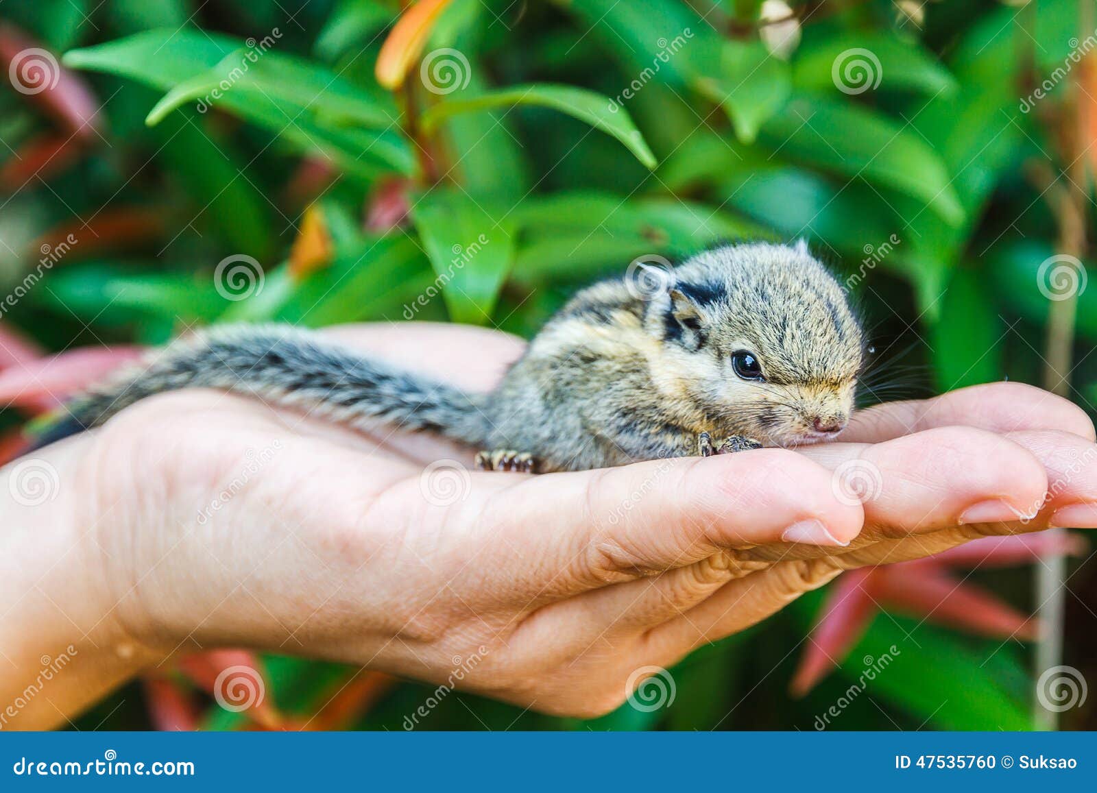 Squirrel on hand stock photo. Image of squirrel, wildlife - 47535760
