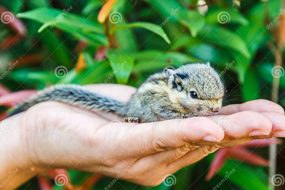 Squirrel on hand stock photo. Image of squirrel, wildlife - 47535760