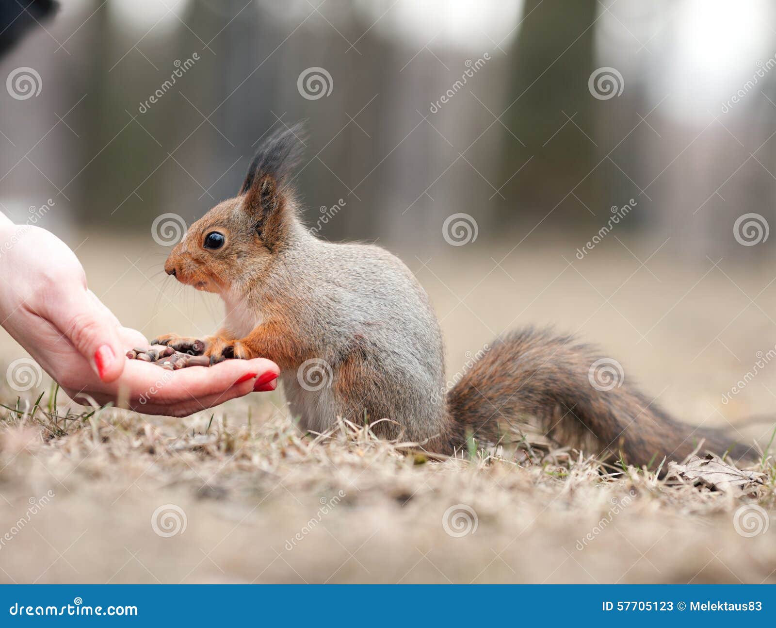 Squirrel and the hand stock image. Image of hand, mammals - 57705123