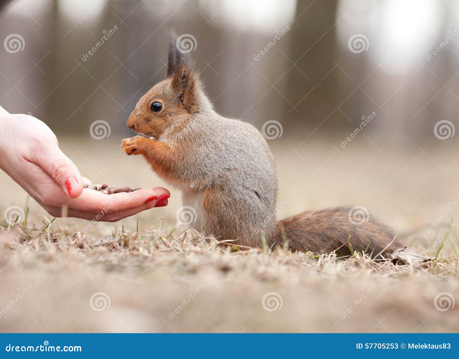 Squirrel and the hand stock image. Image of wild, feeding - 57705253