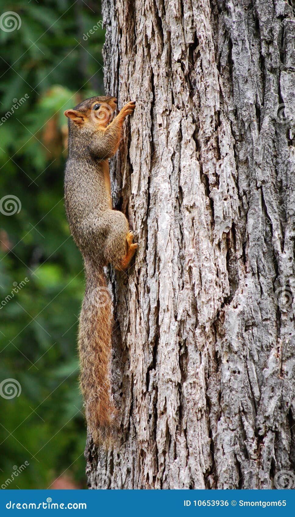 Squirrel hanging on stock photo. Image of green, outdoors - 10653936