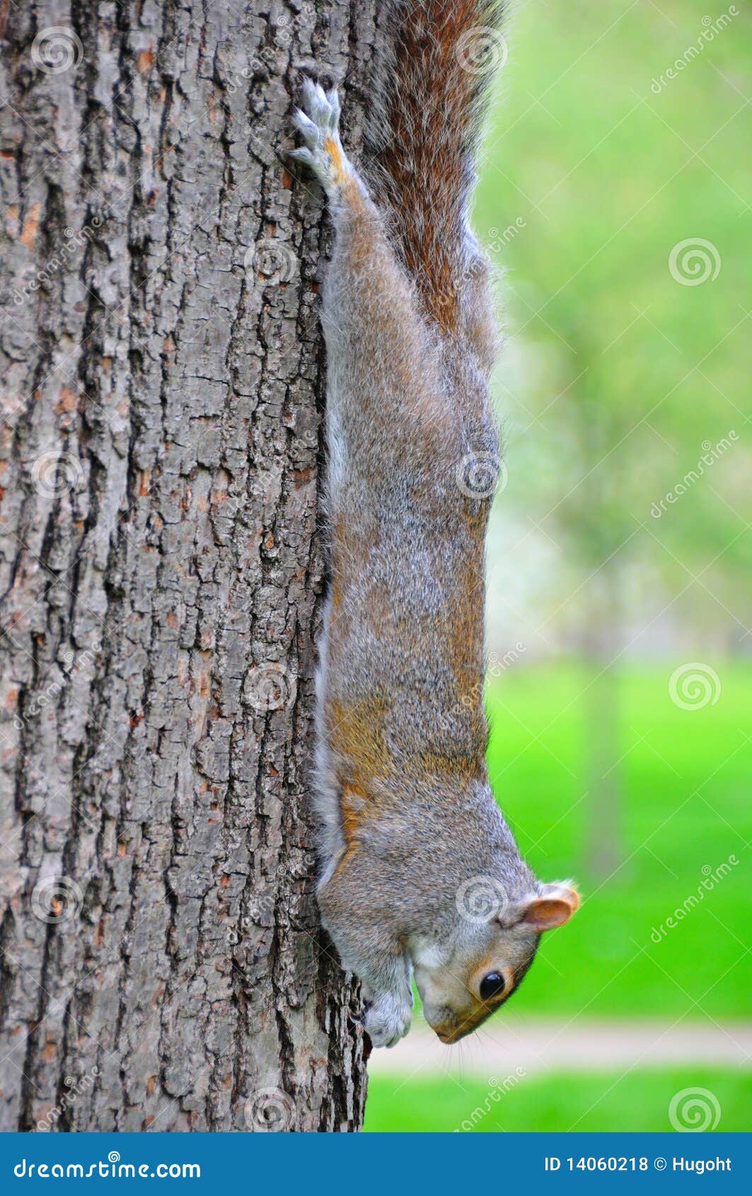 Squirrel hanging on tree stock photo. Image of forests - 14060218