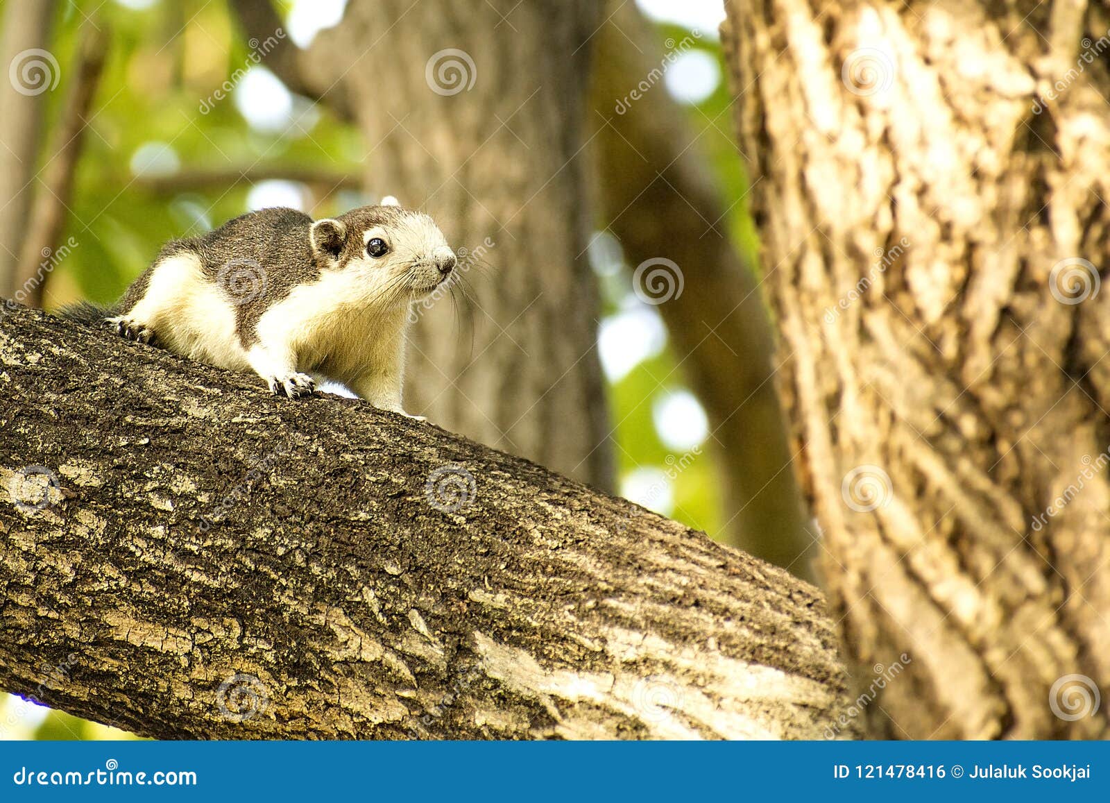 Squirrel hanging on tree stock photo. Image of small - 121478416