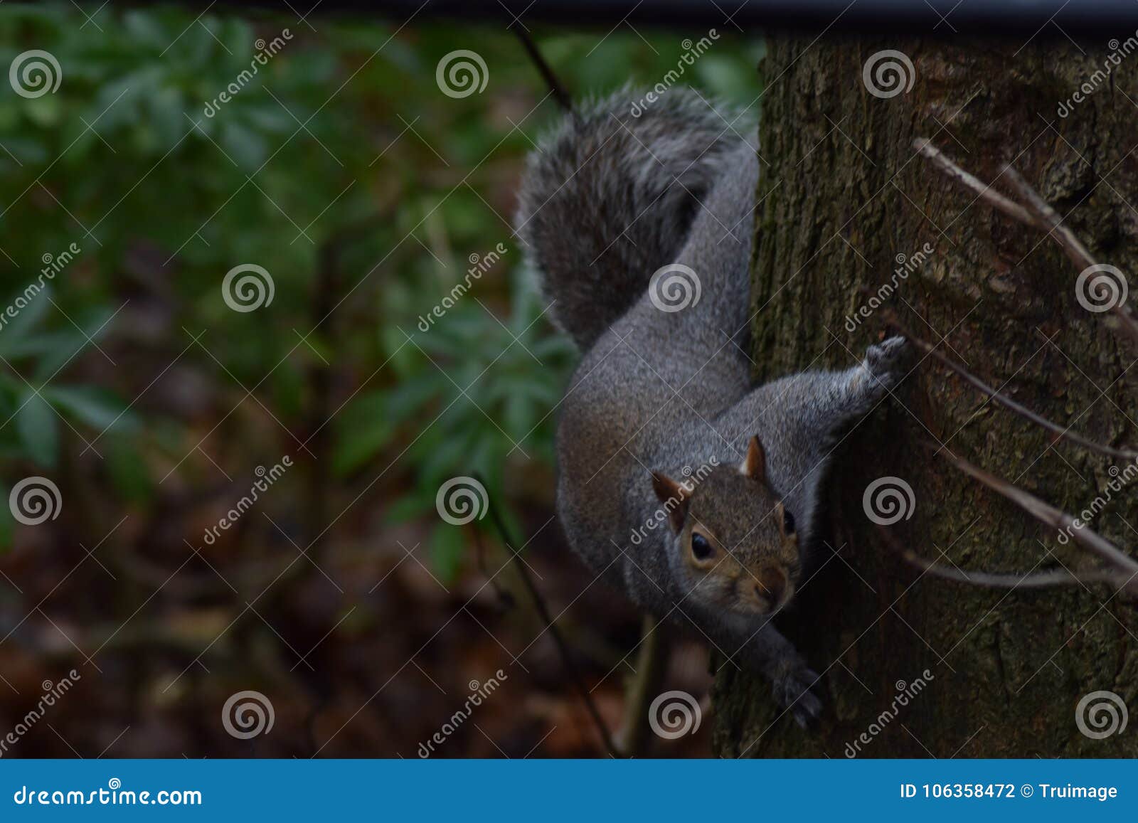 Squirrel hanging on a tree stock photo. Image of tree - 106358472