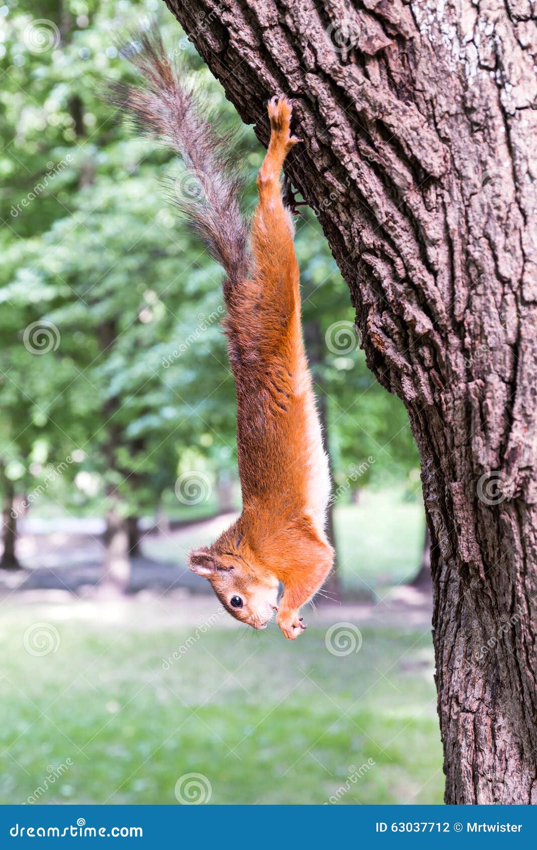 Squirrel hanging on a tree stock photo. Image of park - 63037712
