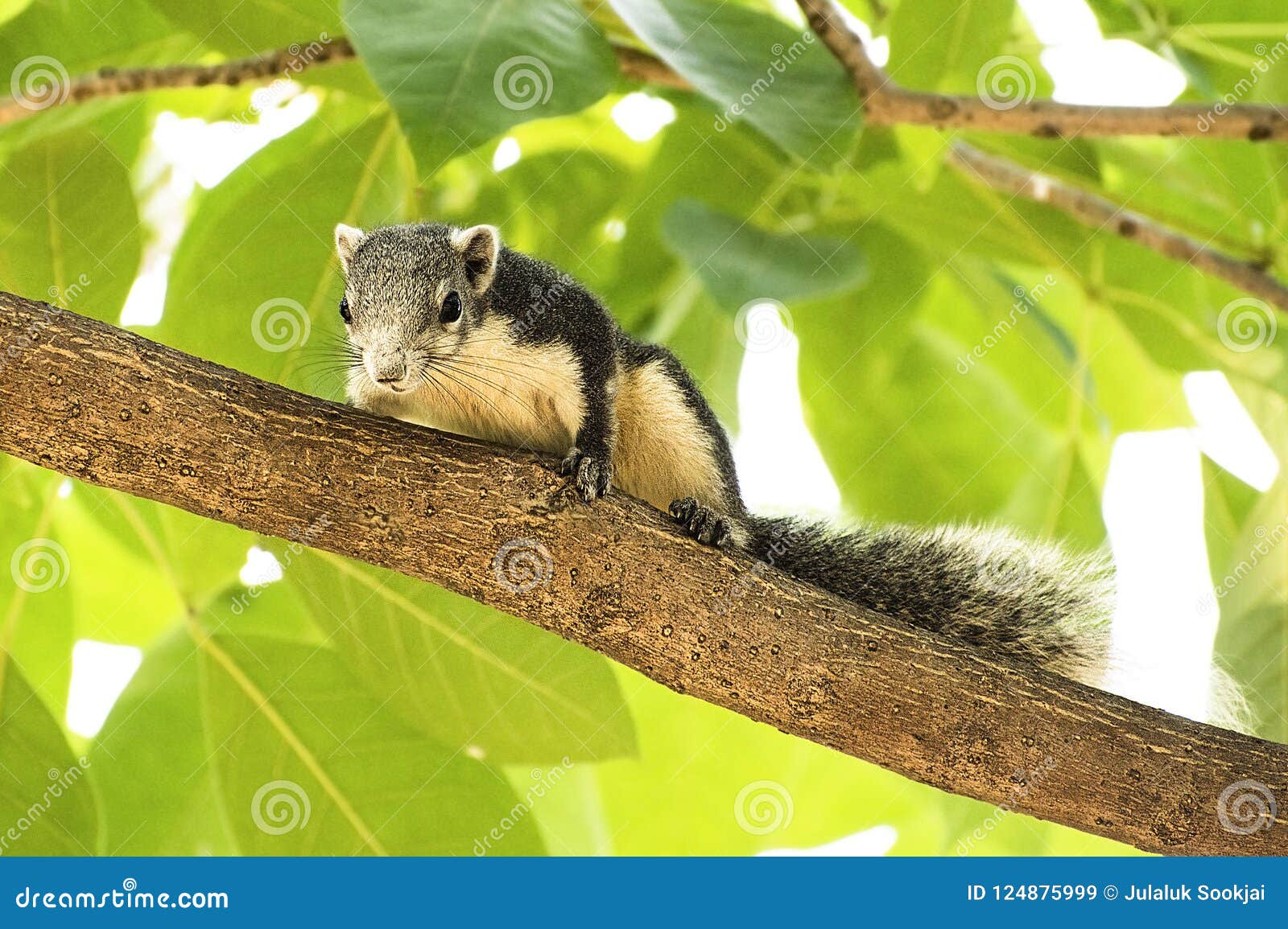 Squirrel Hanging on the Tree Stock Image - Image of wildlife ...