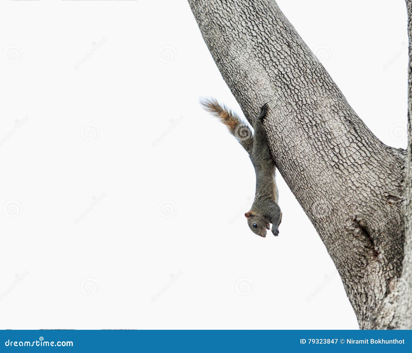 Squirrel Hanging on Tree Trunk and Eating Nut Stock Image - Image of ...