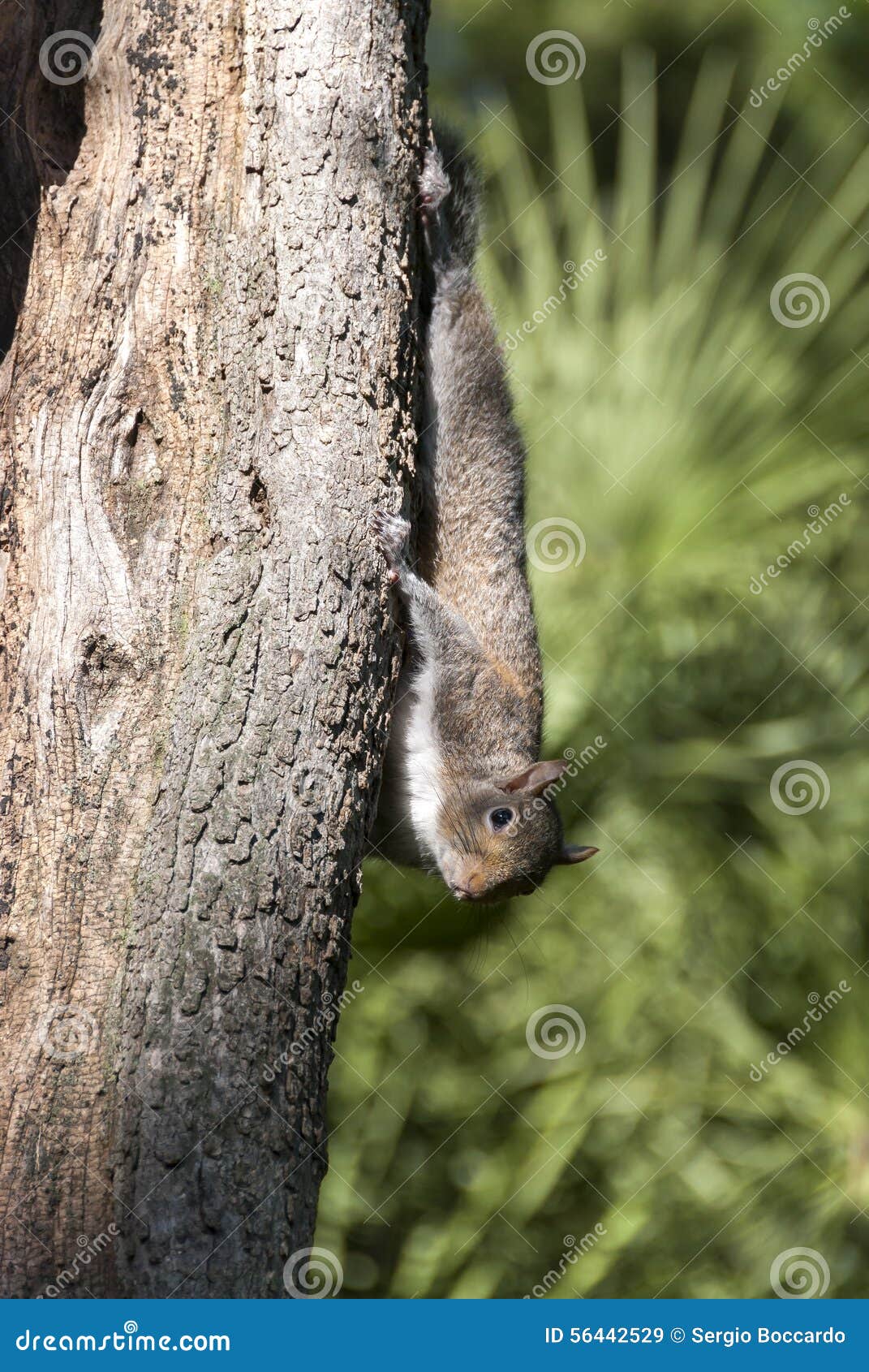 Squirrel Hanging Upside Down Stock Image - Image of animal, trunk: 56442529