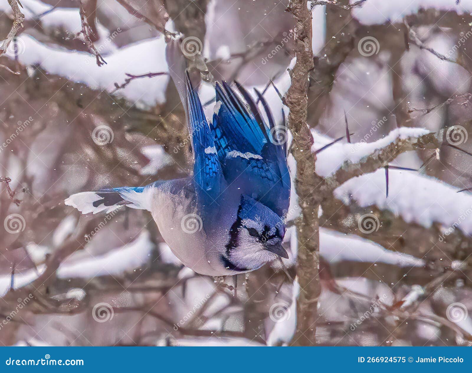 Blue jay on his way stock image. Image of blue, flying - 266924575