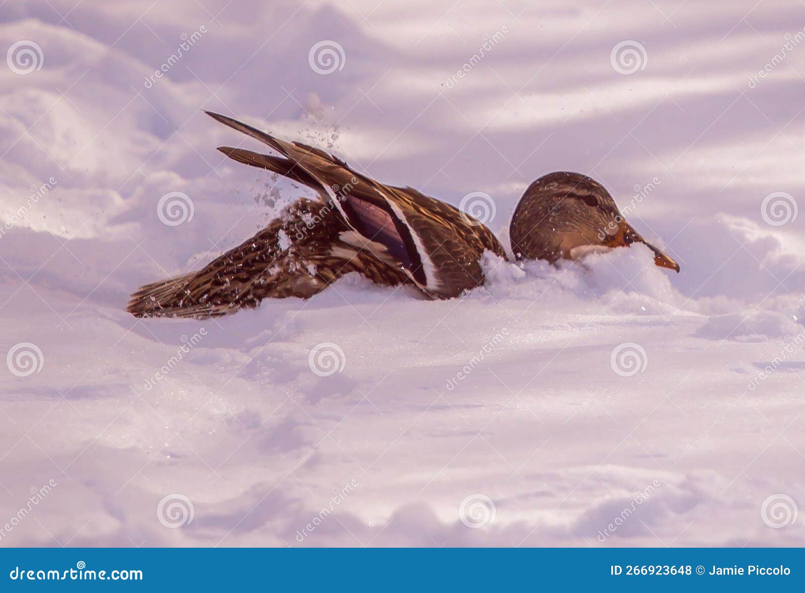 Duck stuck in snow stock photo. Image of duck, stuck - 266923648