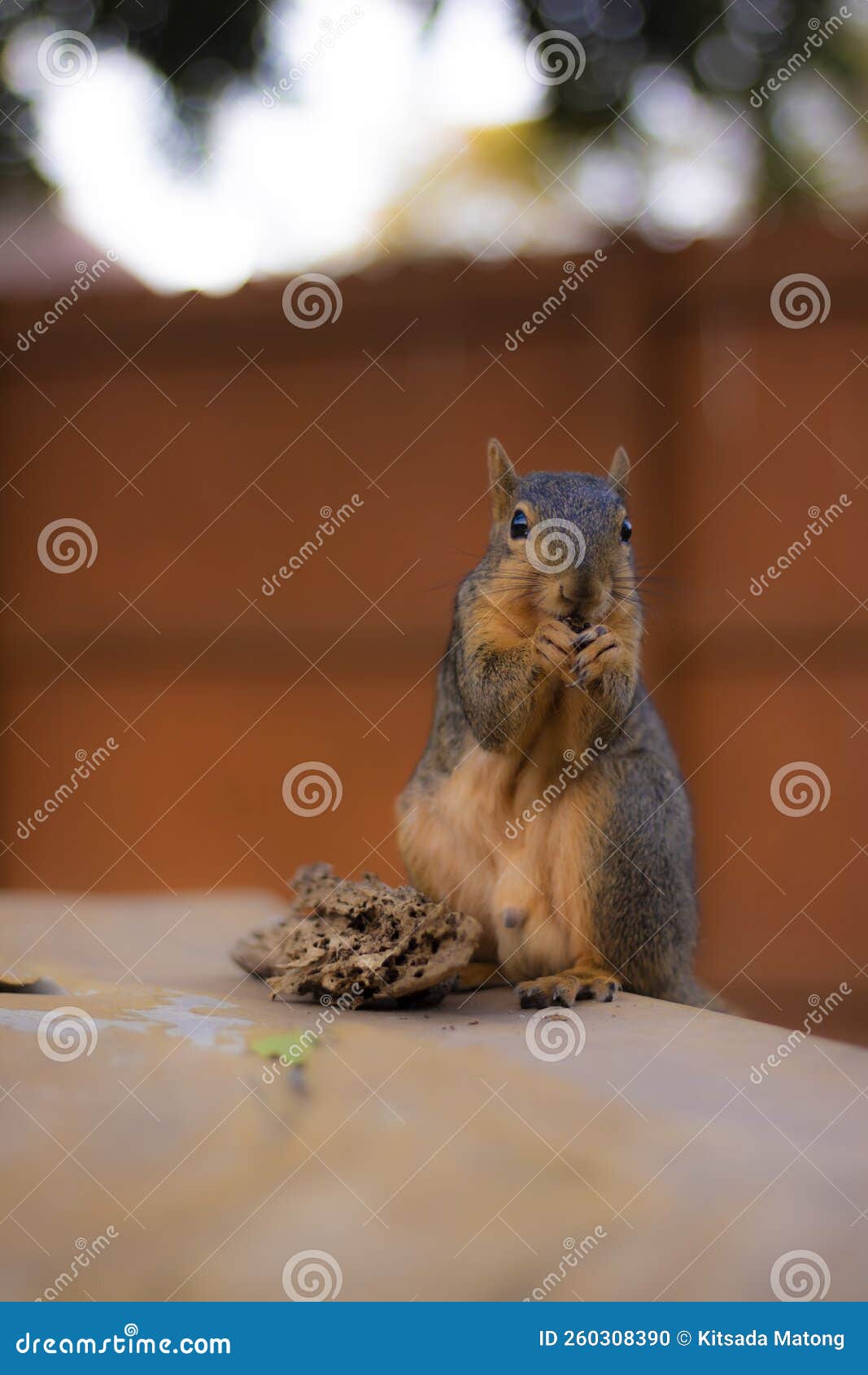 Brown Squirrel on Your Backyard Stock Photo - Image of nature, easy ...