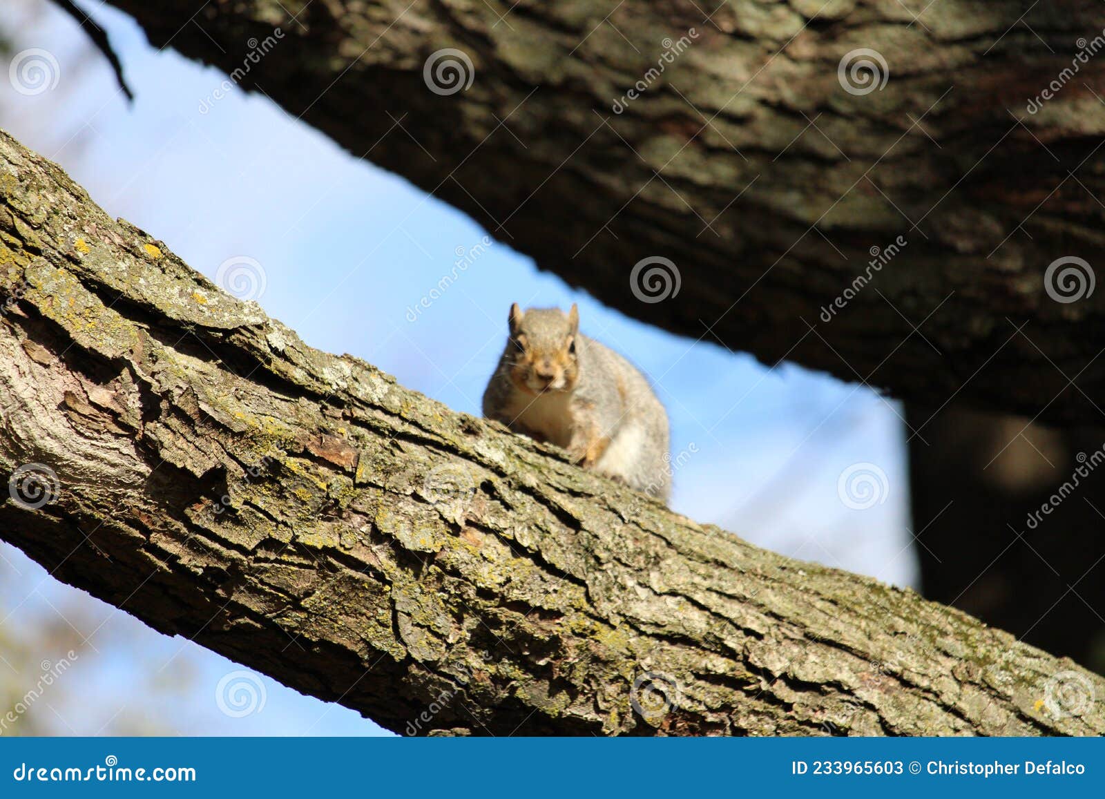 Squirrel Having Fun on a Fall Day Stock Image - Image of animal ...